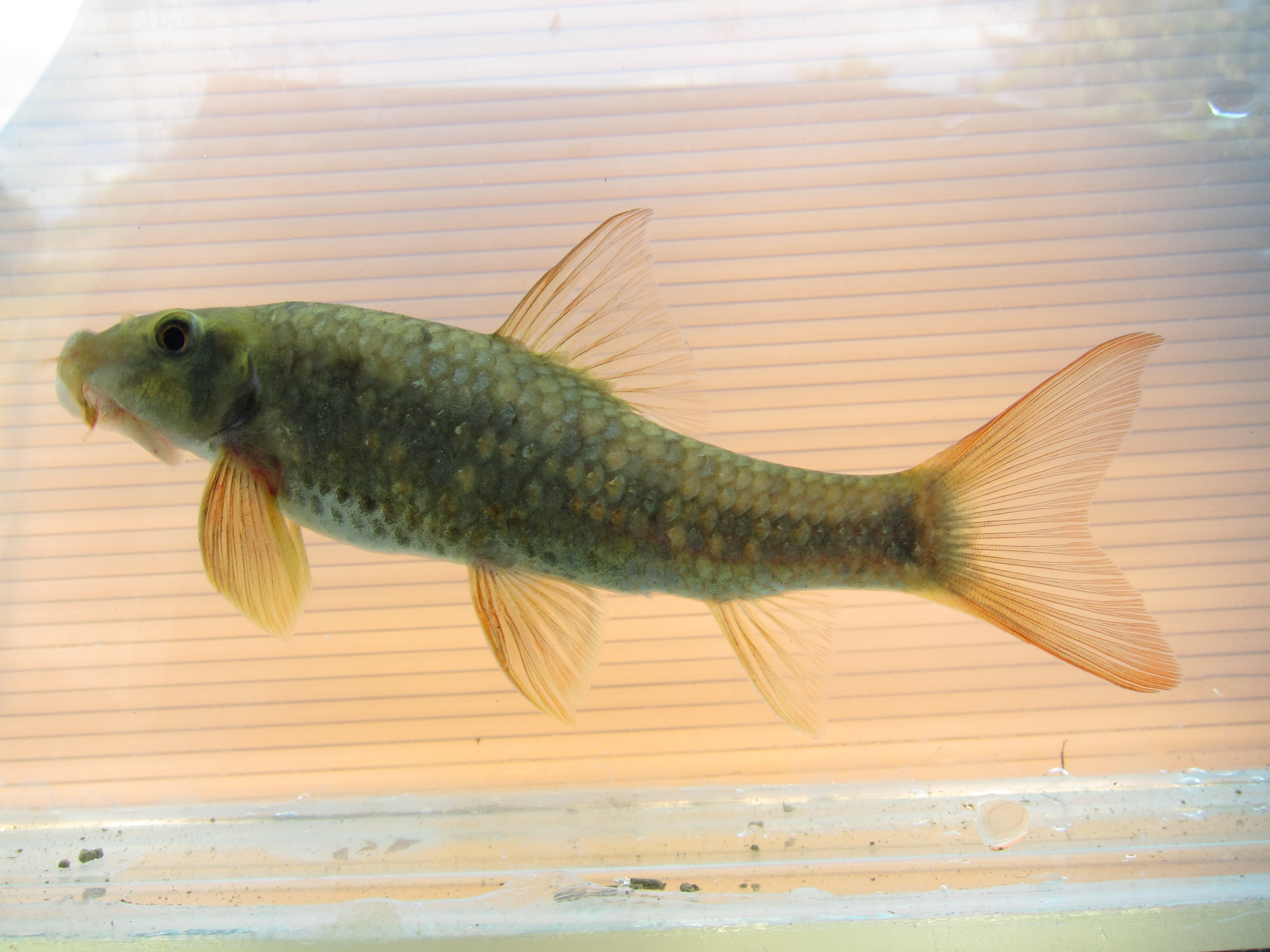 Garra fluviatilis Kangrang, Thoni, Mayden & Beamish, 2016