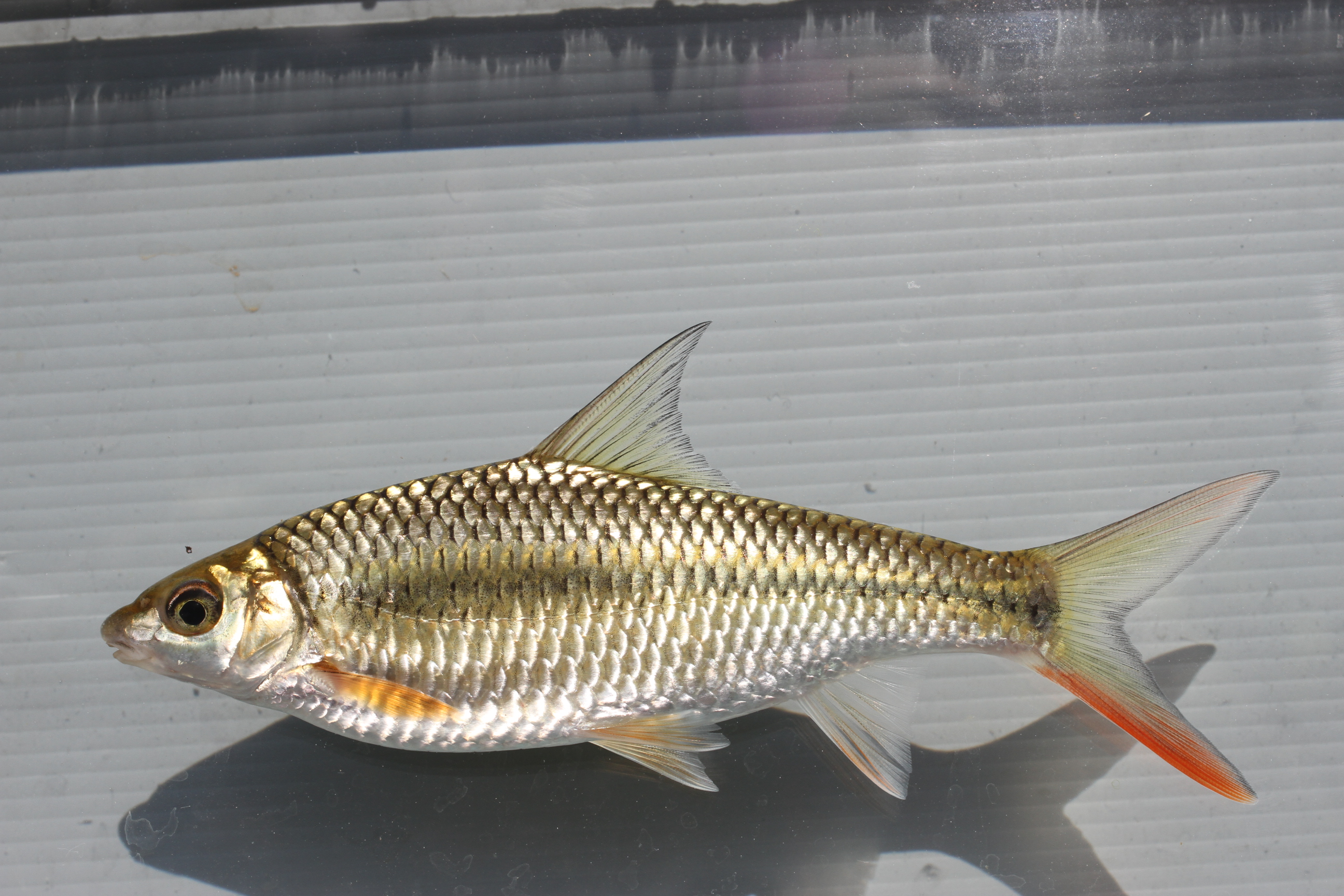 Acrossocheilus xamensis Kottelat, 2000