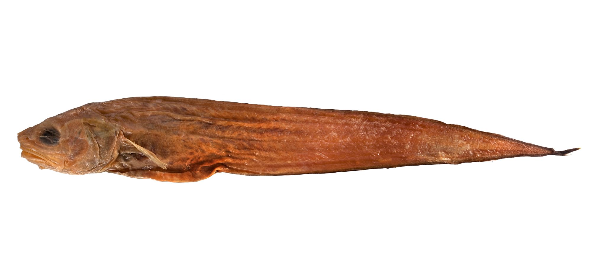 Lepophidium Gill, 1895