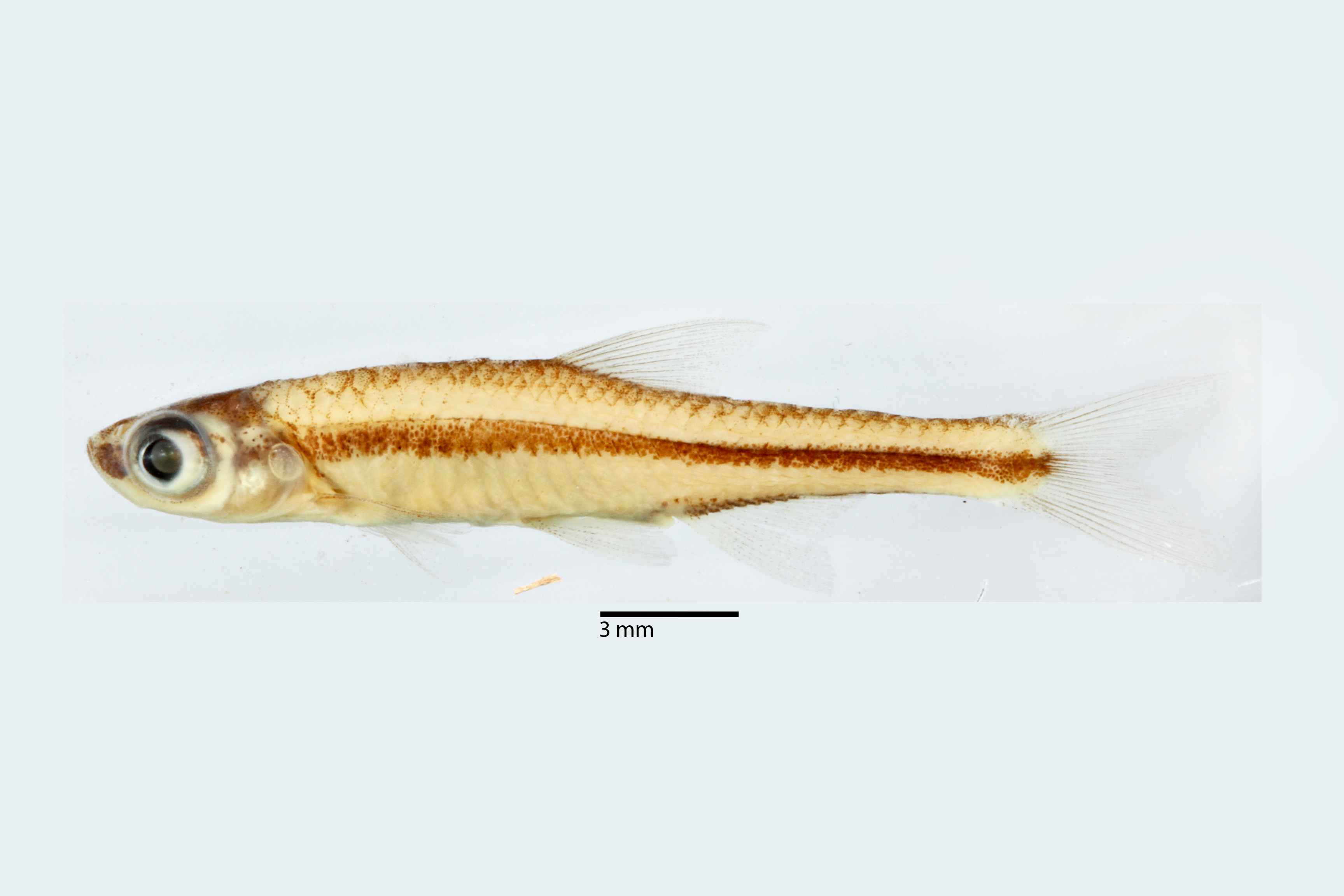 Notropis melanostomus Bortone, 1989