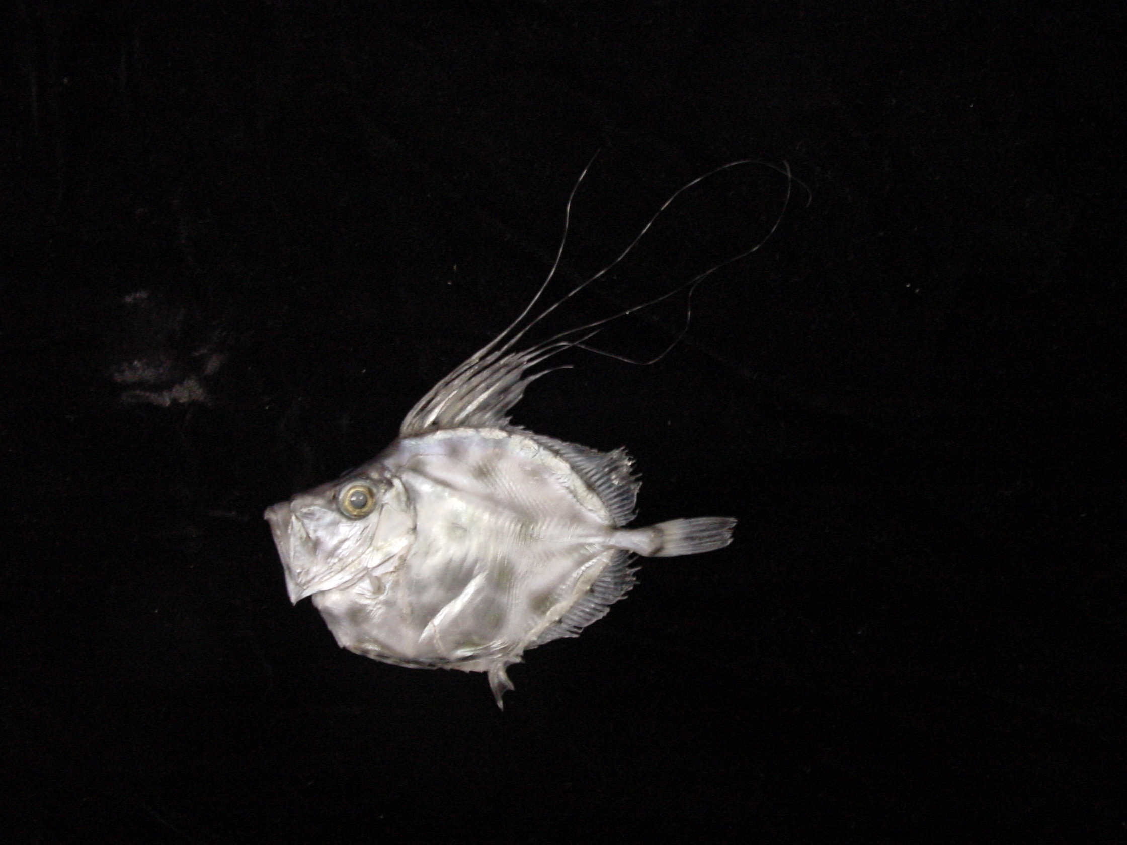 Zenopsis conchifer (Lowe, 1852)