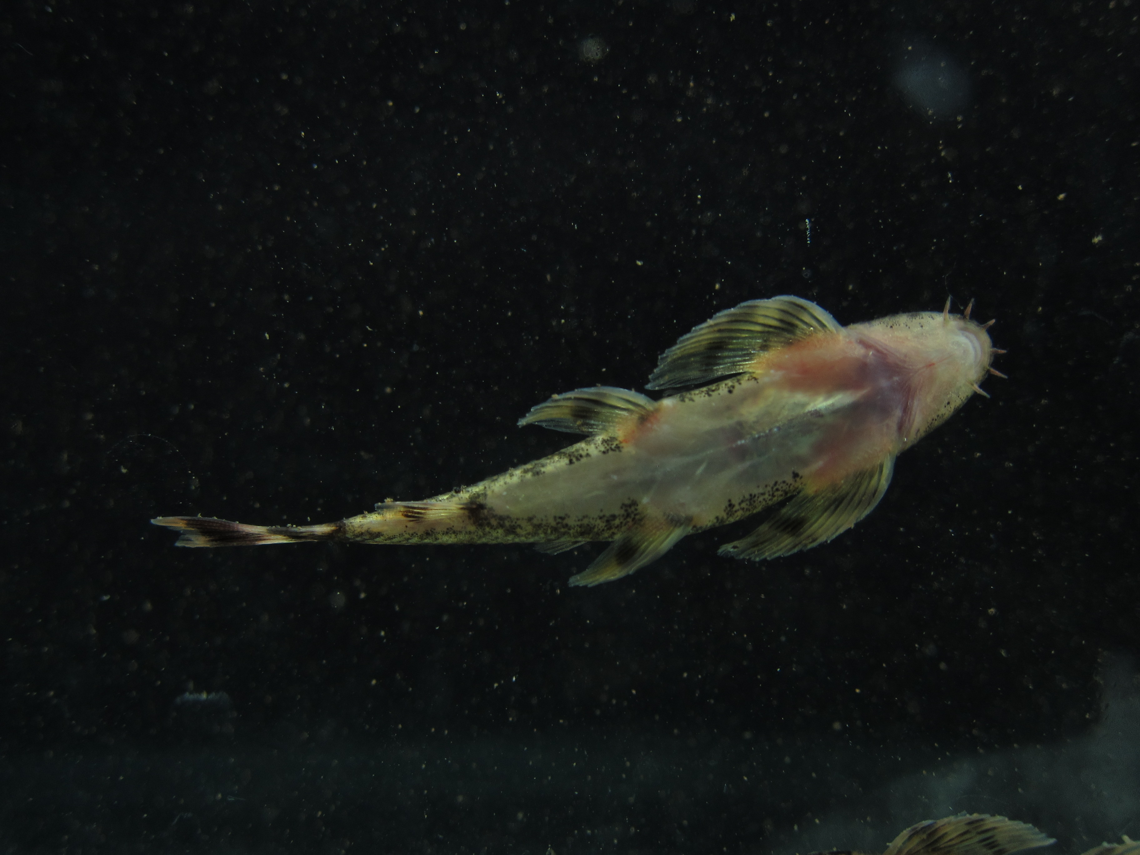 Homalopteroides modestus (Vinciguerra, 1890)