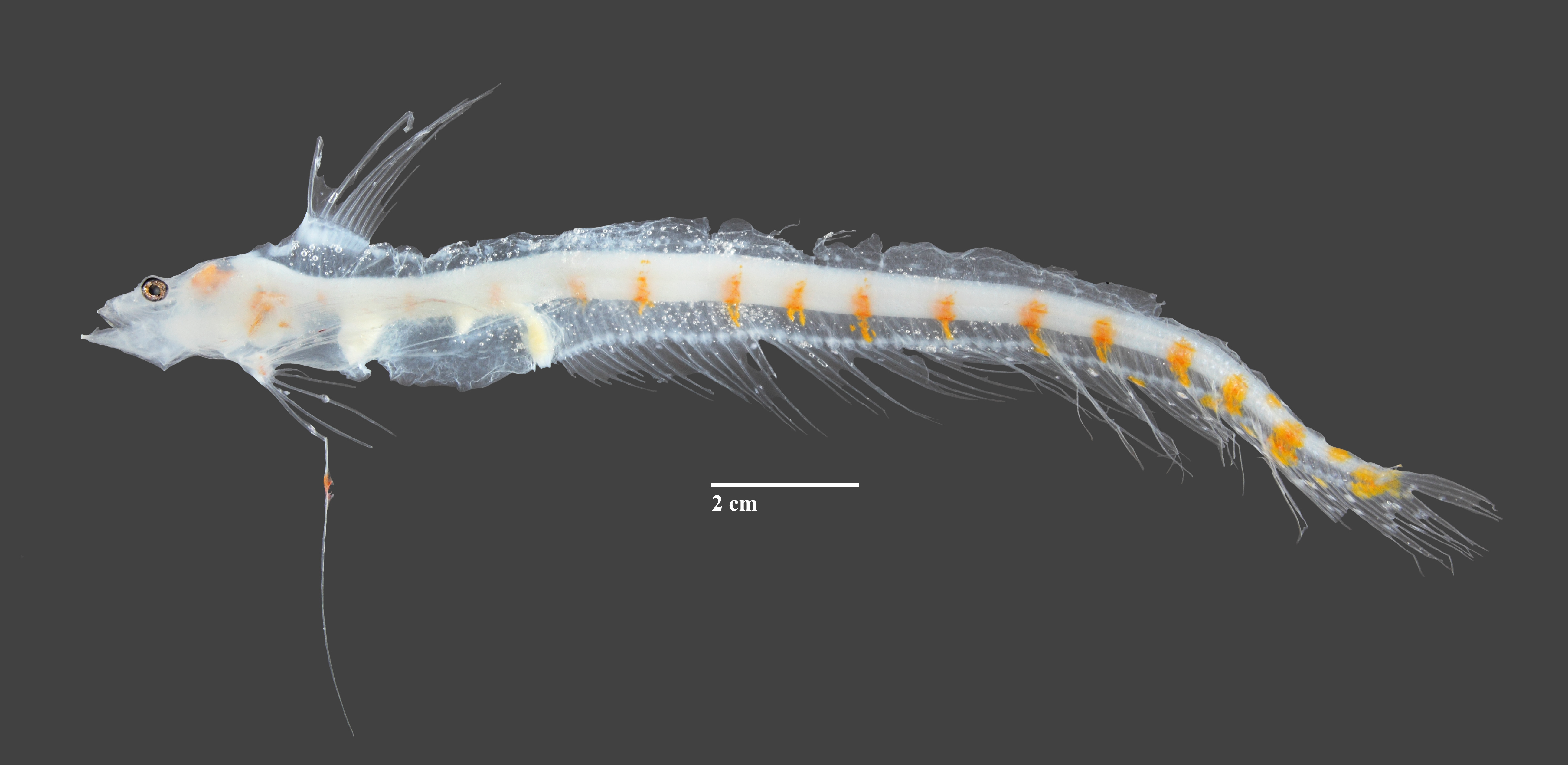 Ateleopodidae
