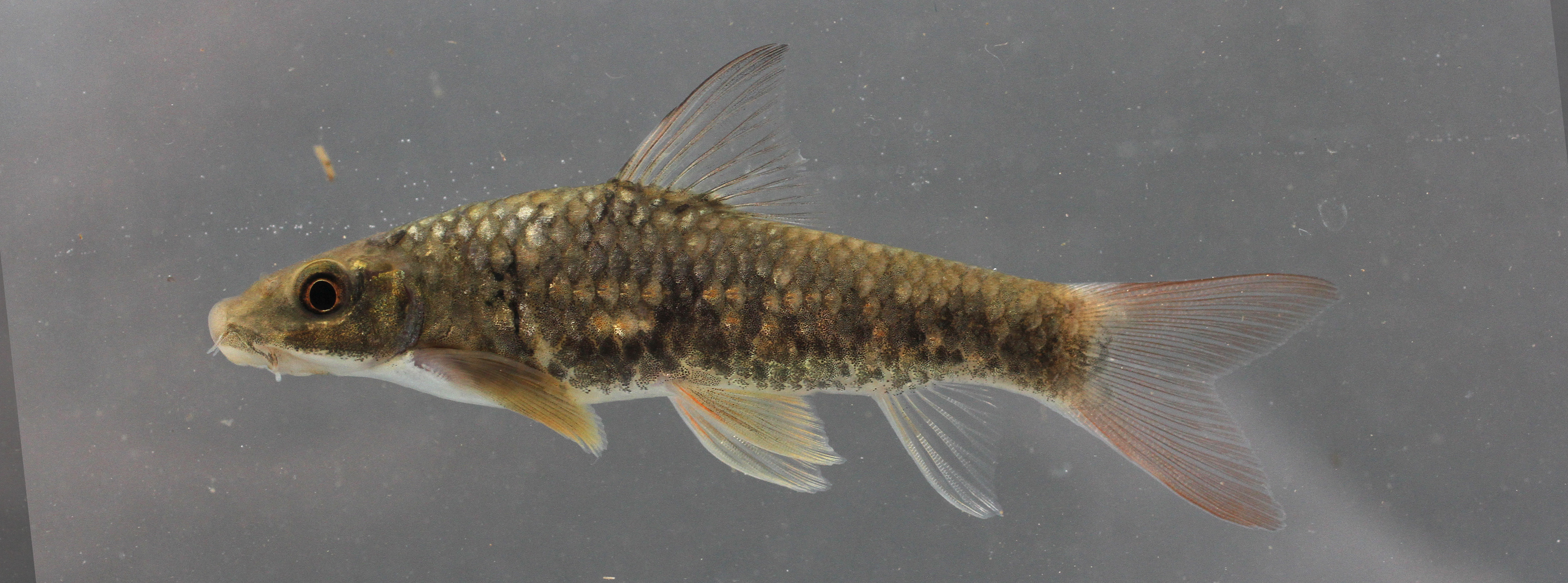 Garra fluviatilis Kangrang, Thoni, Mayden & Beamish, 2016