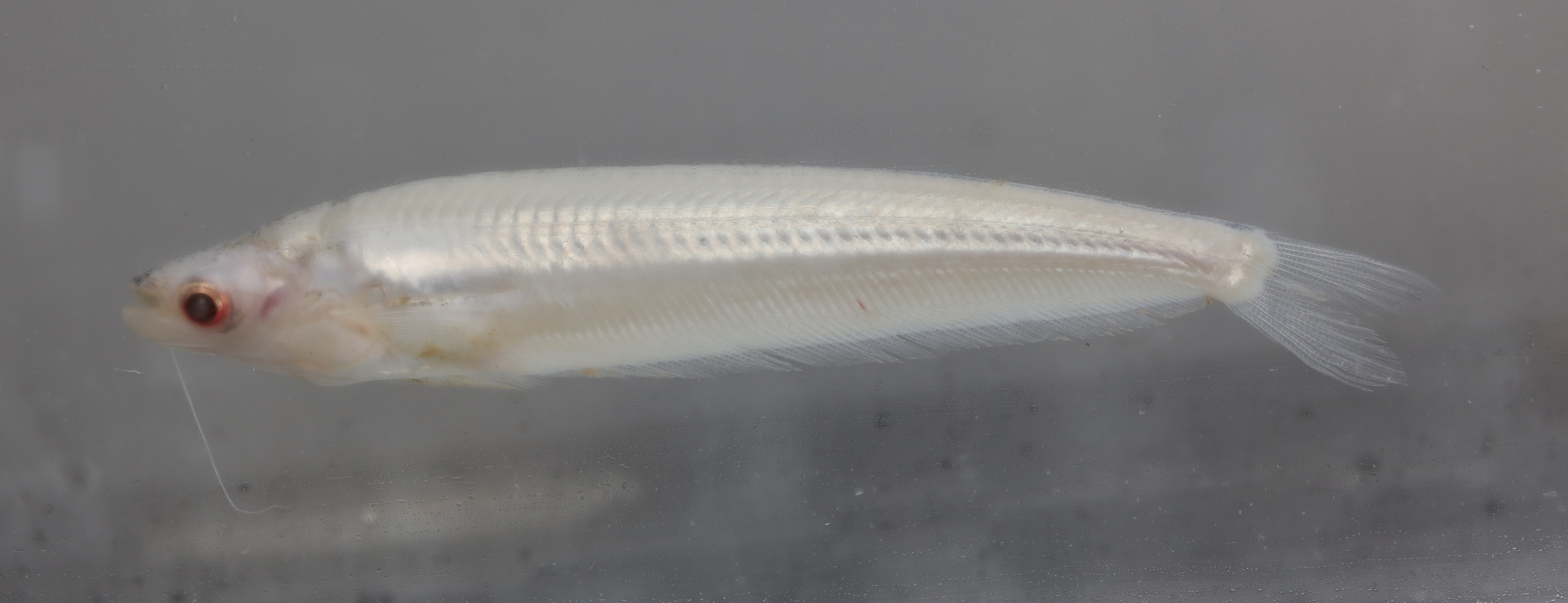 Kryptopterus geminus Ng, 2003