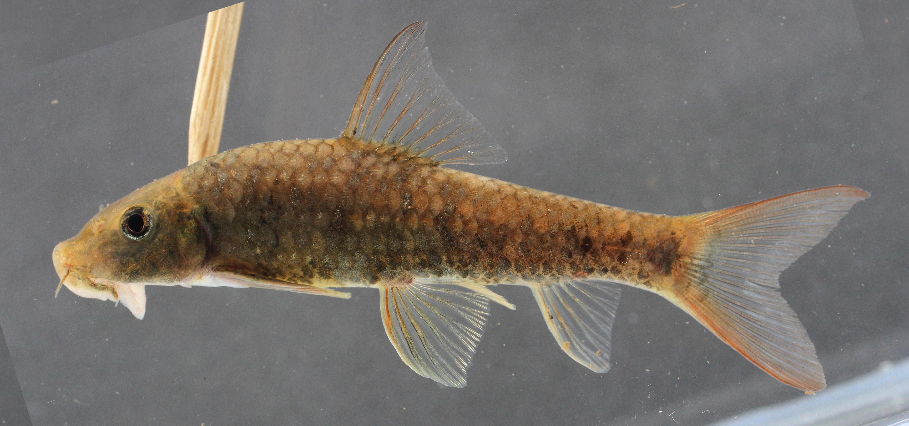 Garra fluviatilis Kangrang, Thoni, Mayden & Beamish, 2016