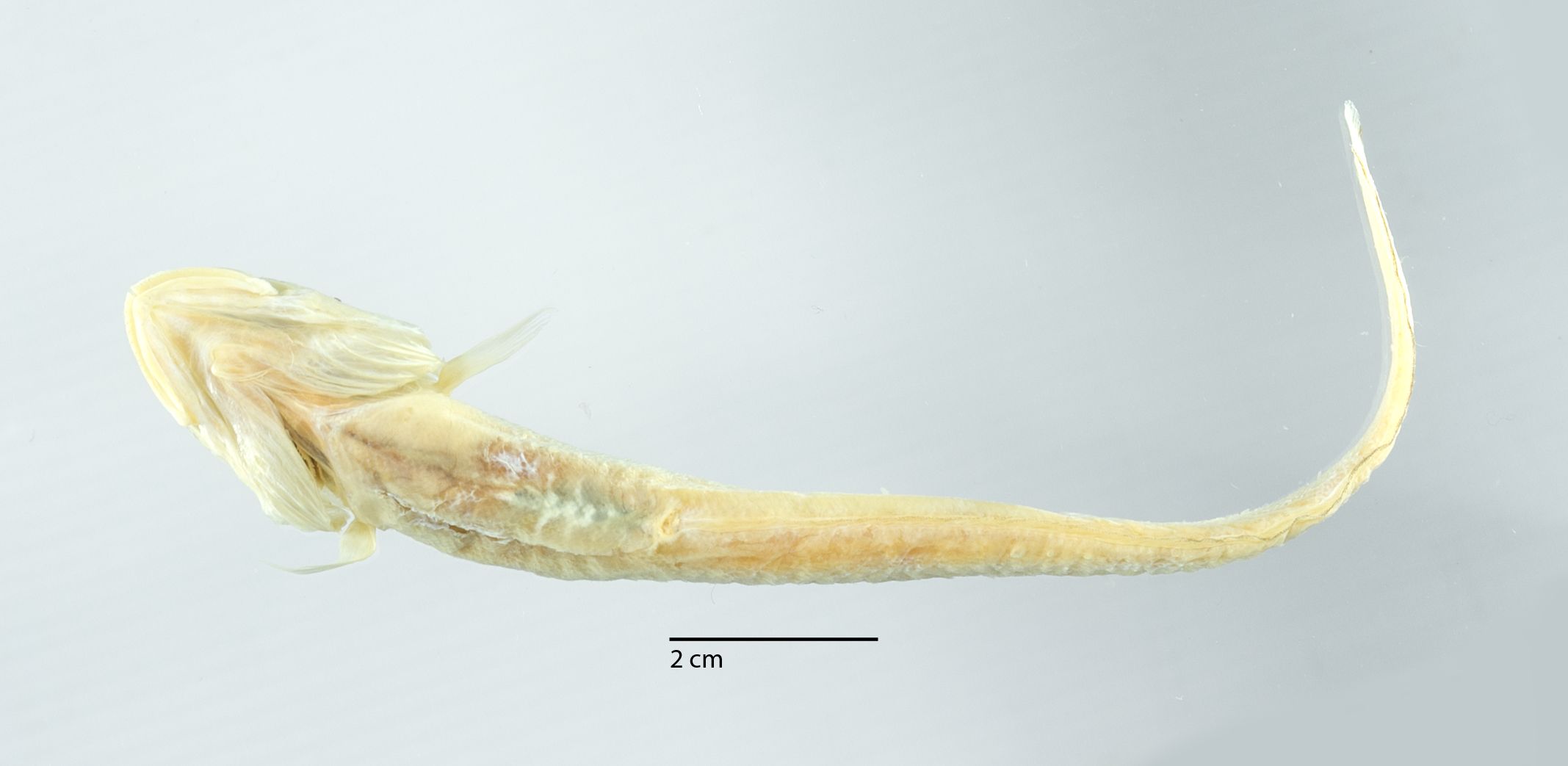 Lepophidium Gill, 1895