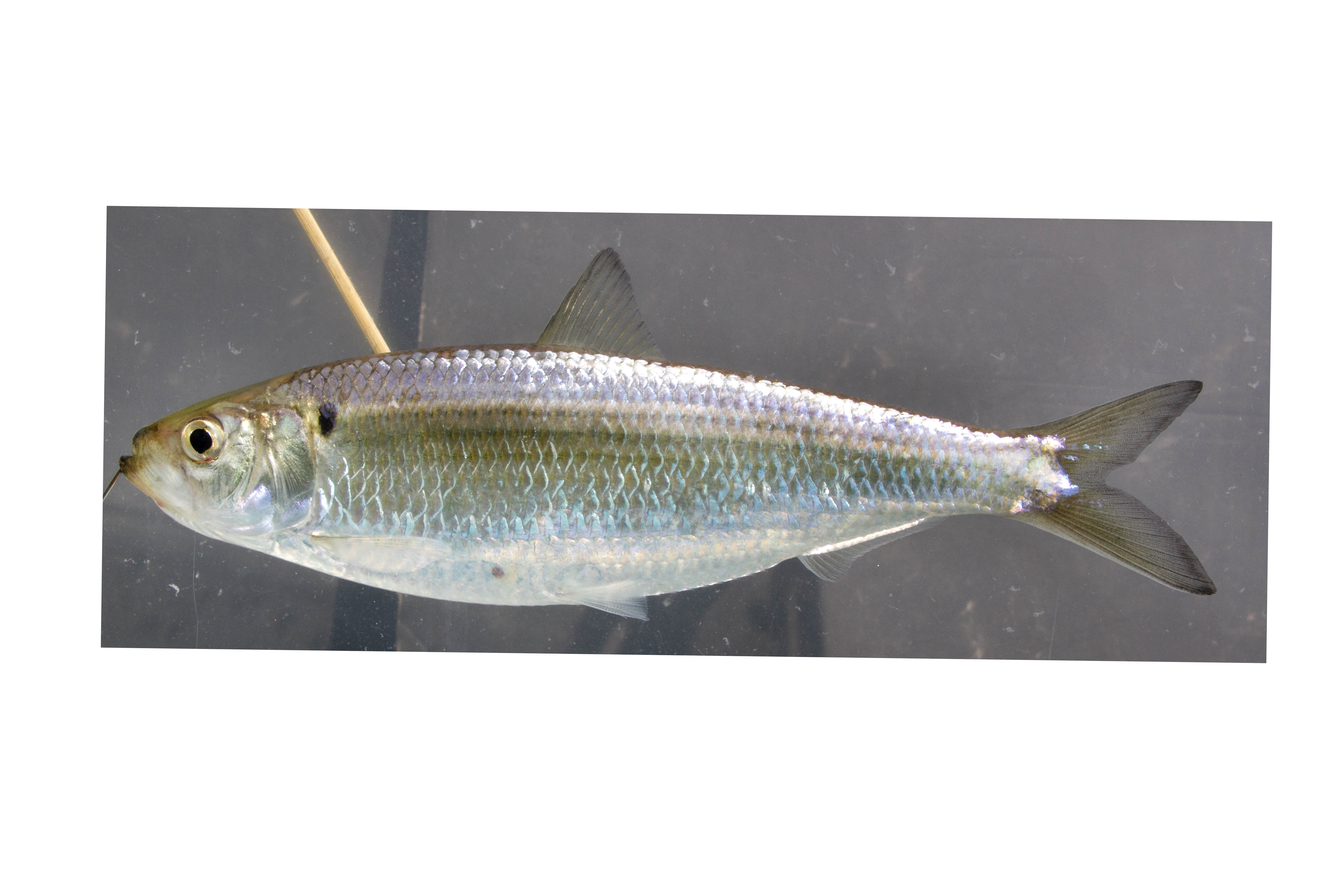 Alosa aestivalis (Mitchill, 1814)