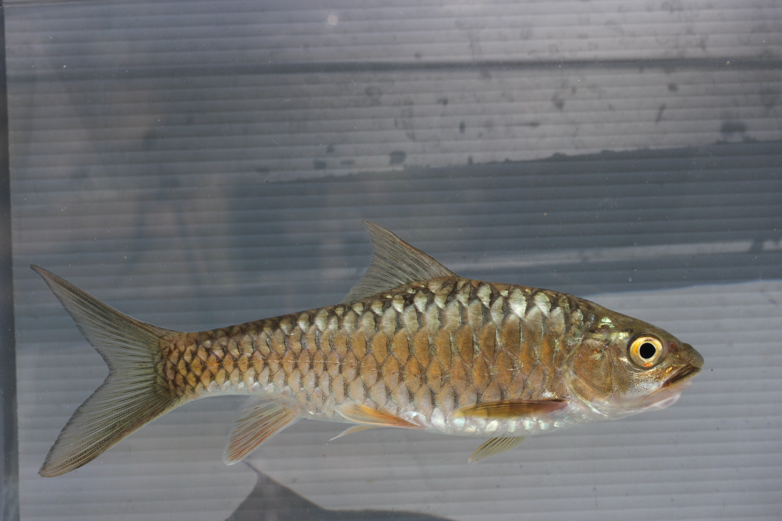 Tor tambra (Valenciennes, 1842)