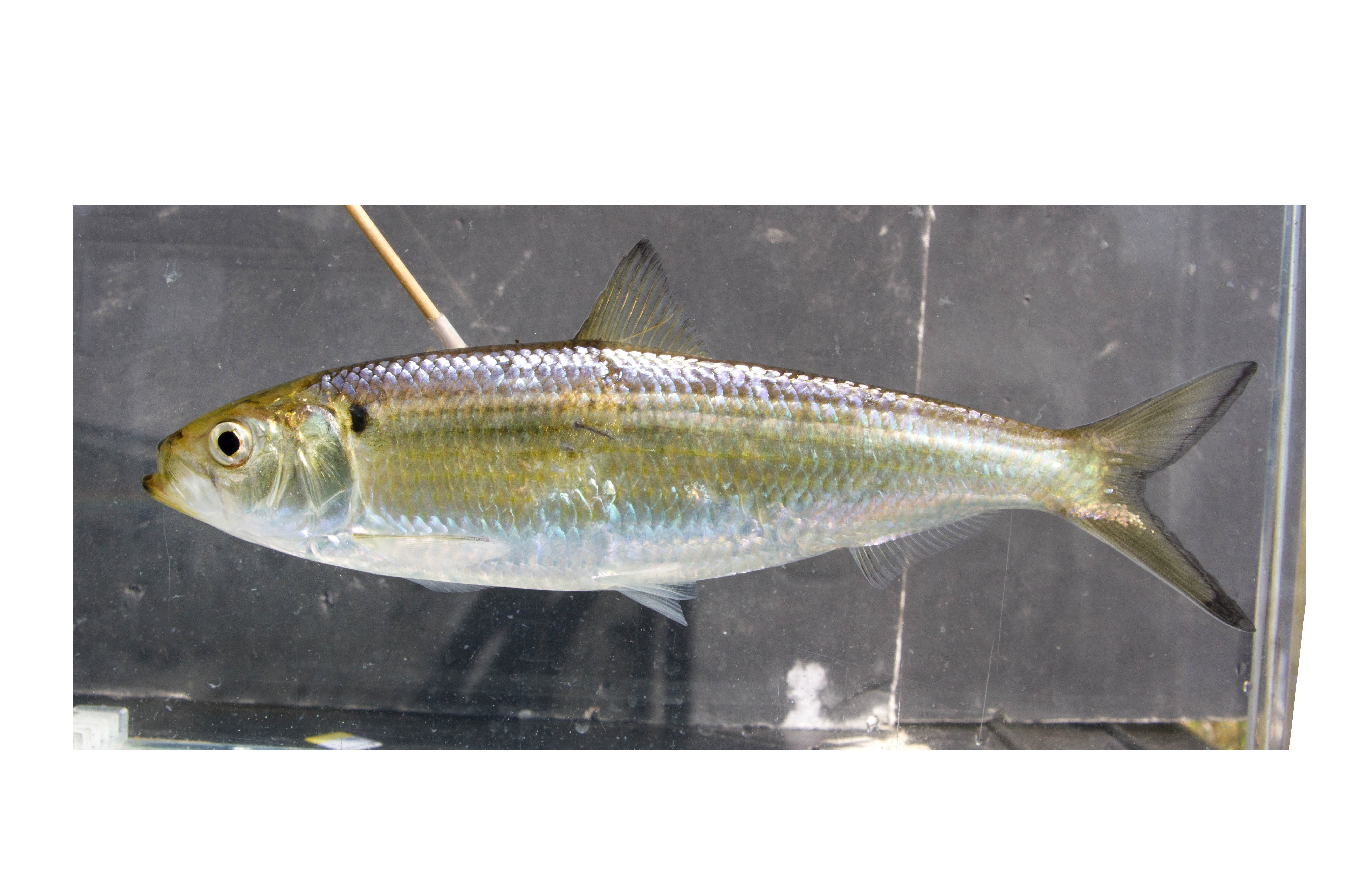 Alosa aestivalis (Mitchill, 1814)