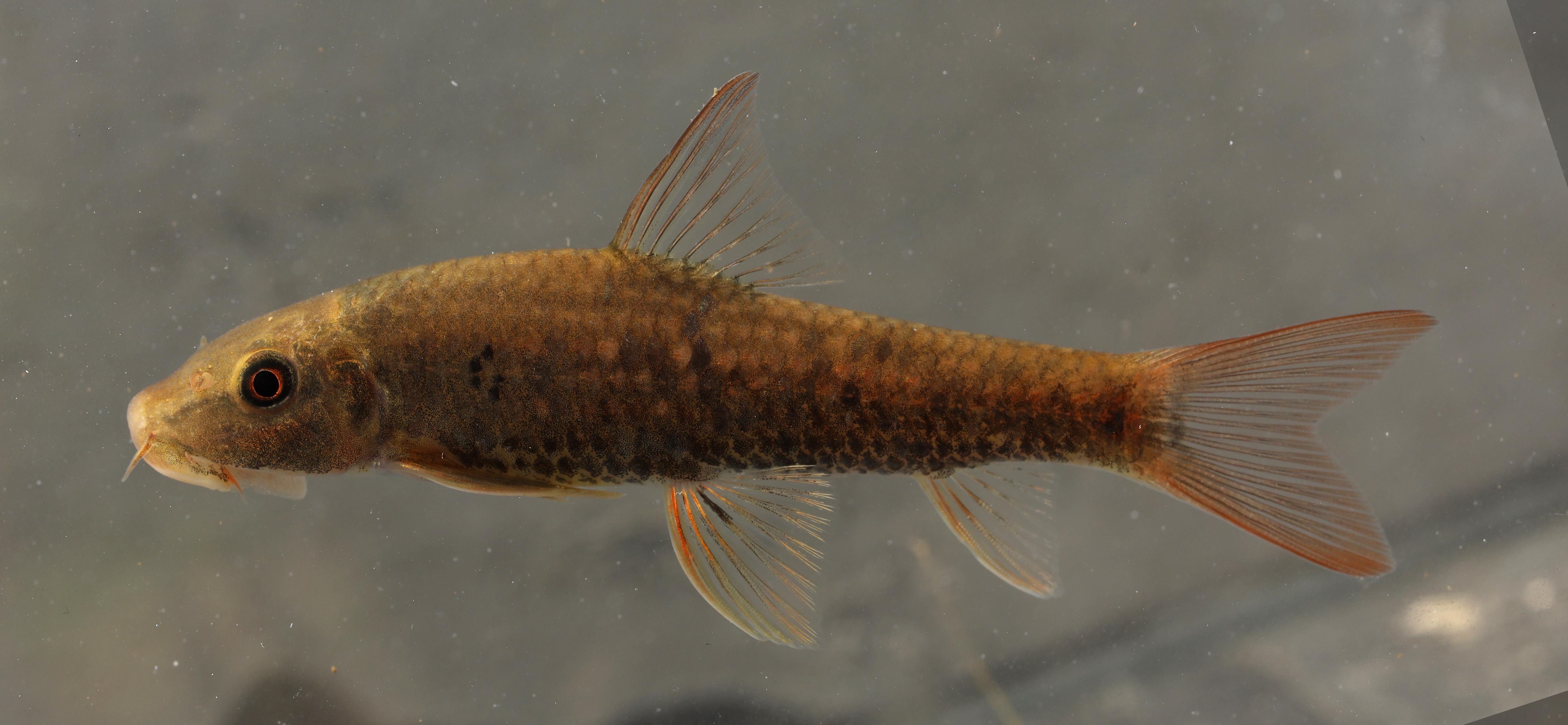 Garra fluviatilis Kangrang, Thoni, Mayden & Beamish, 2016