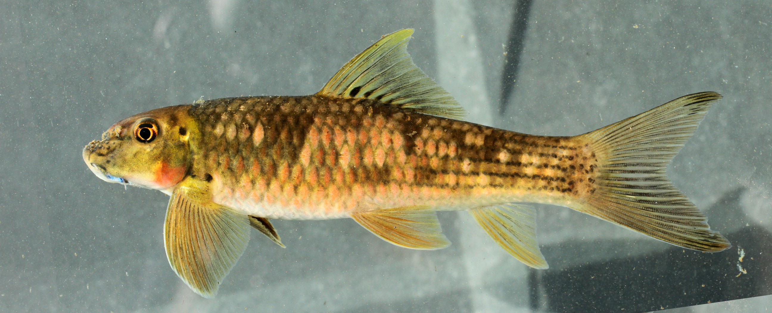 Garra salweenica Hora & Mukerji, 1934