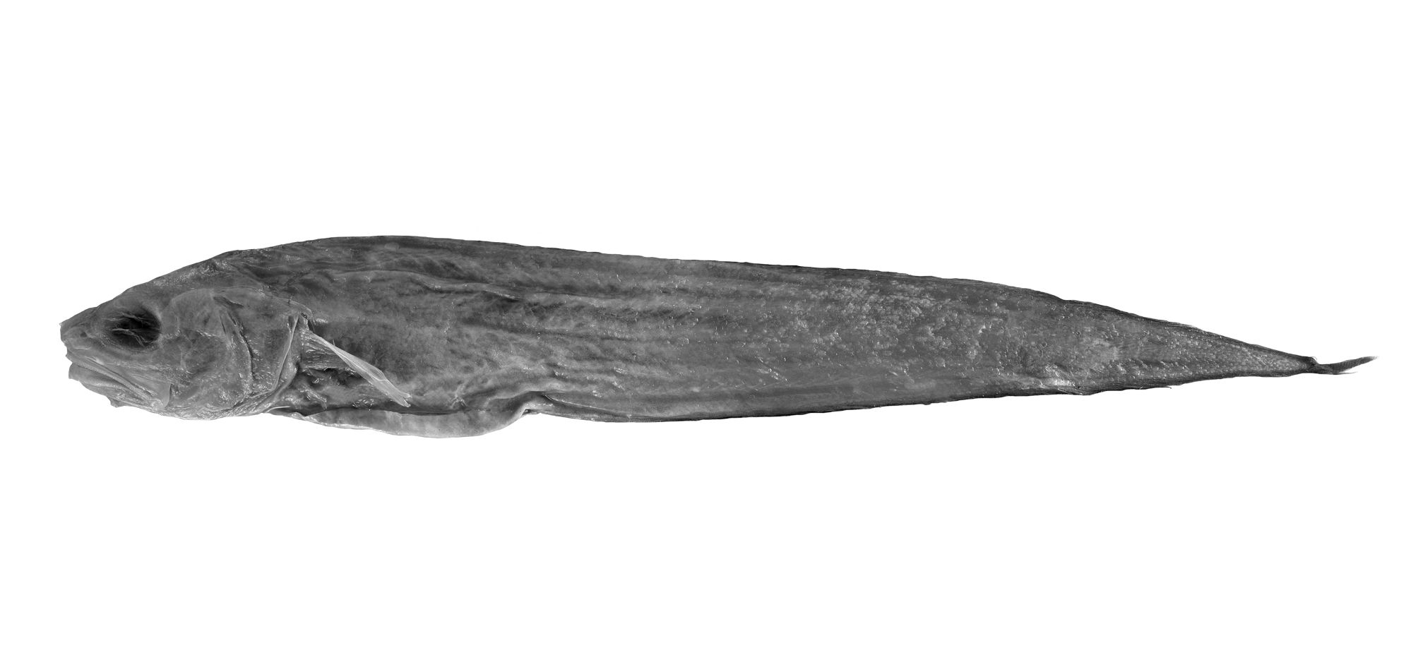 Lepophidium Gill, 1895