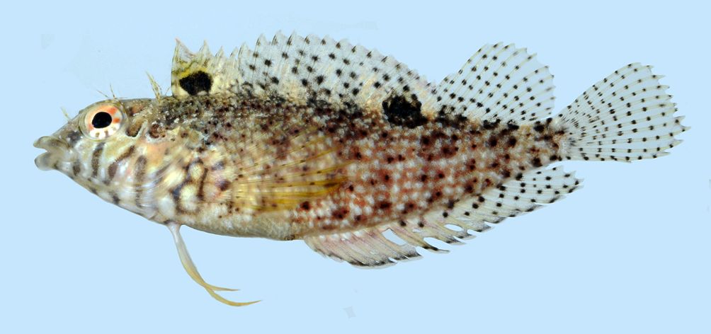 Malacoctenus gilli (Steindachner, 1867)