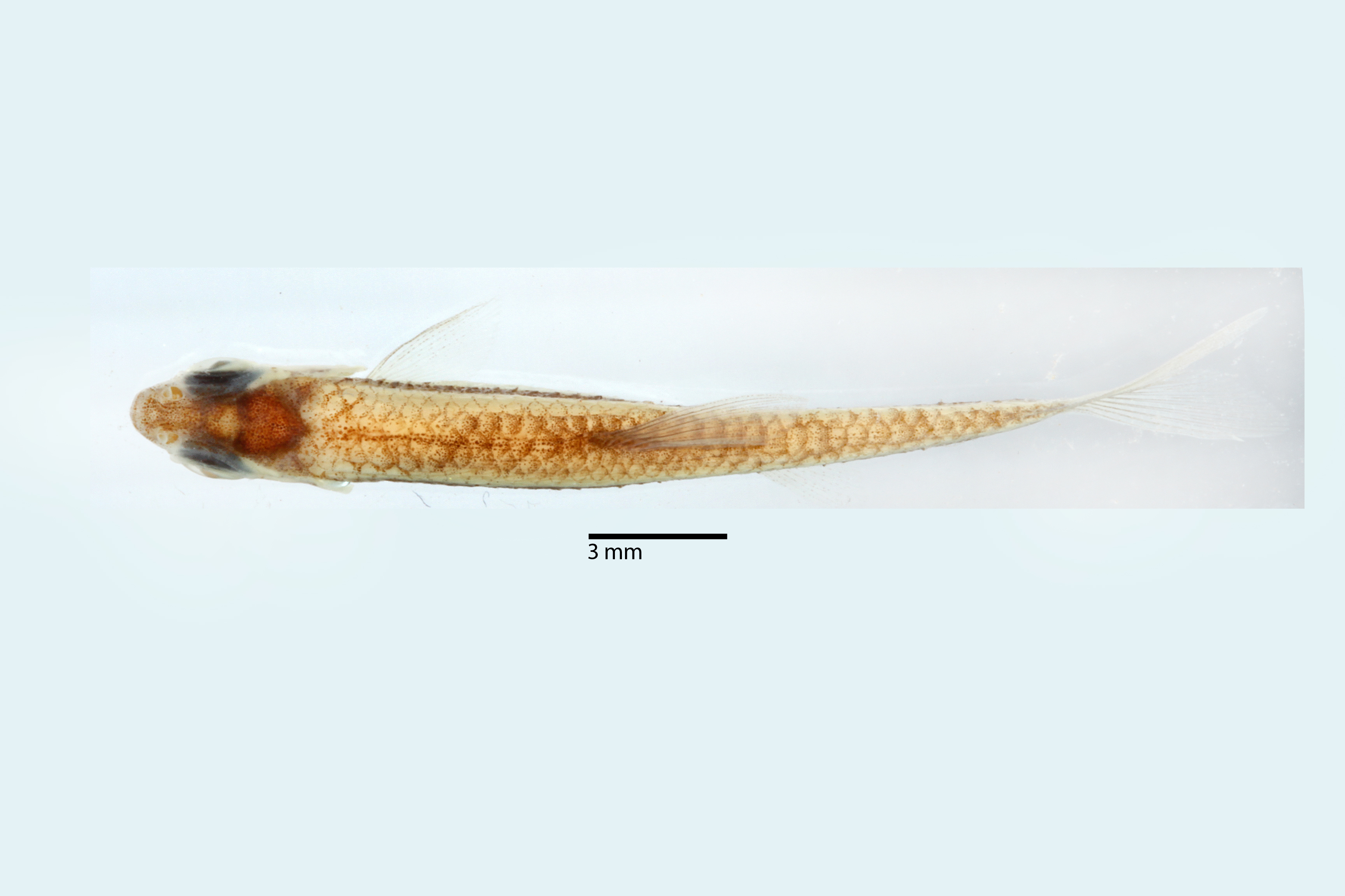 Notropis melanostomus Bortone, 1989