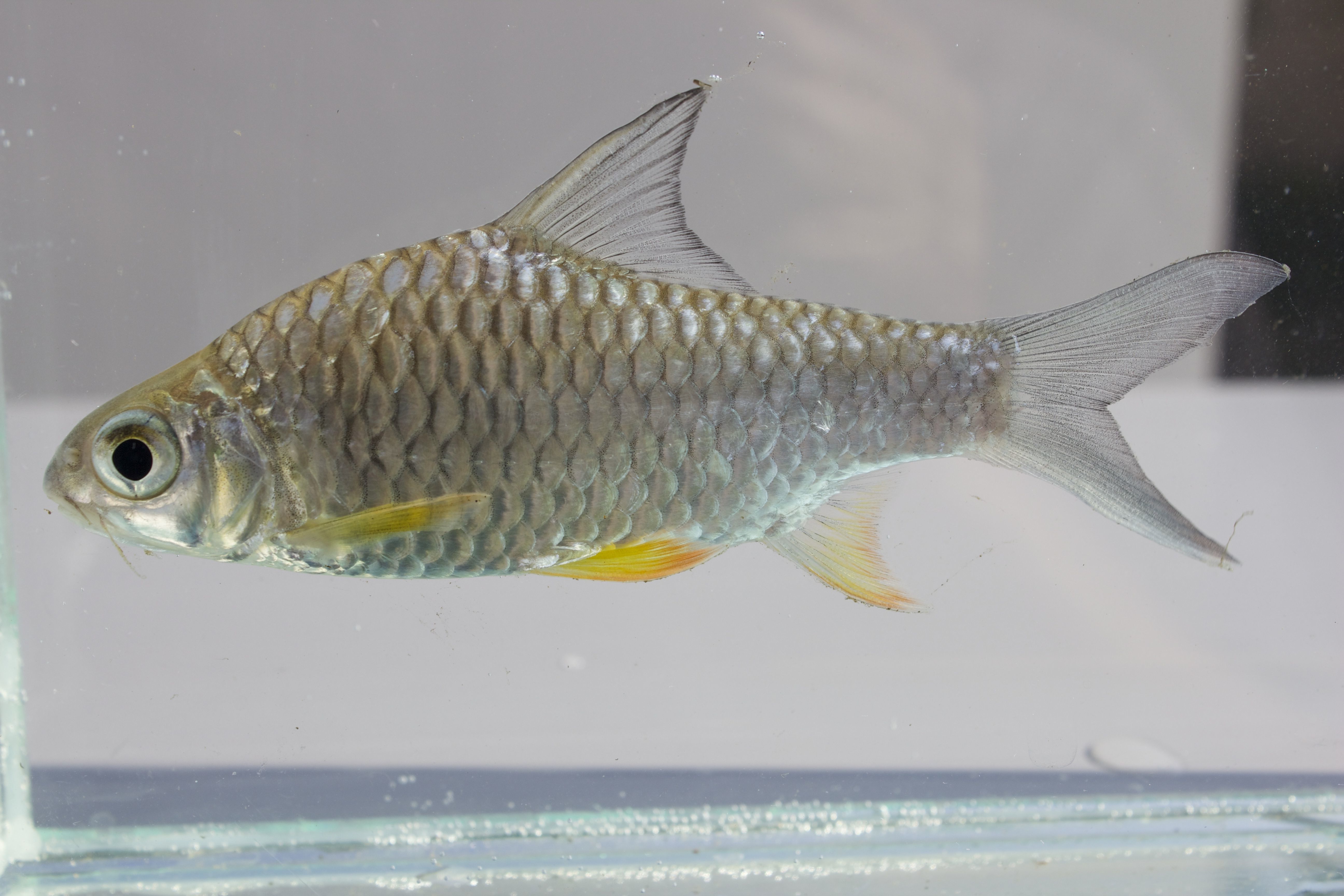 Hypsibarbus wetmorei (Smith, 1931)