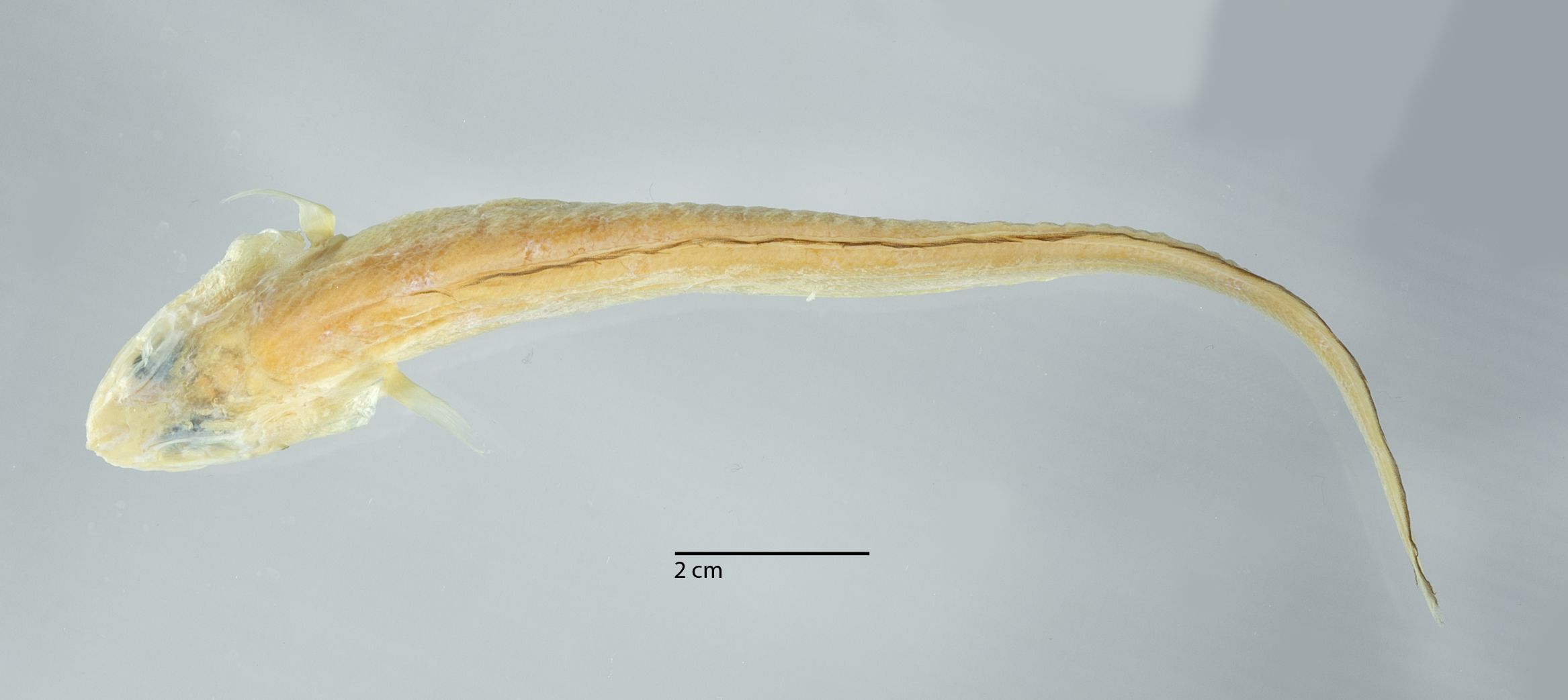 Lepophidium Gill, 1895