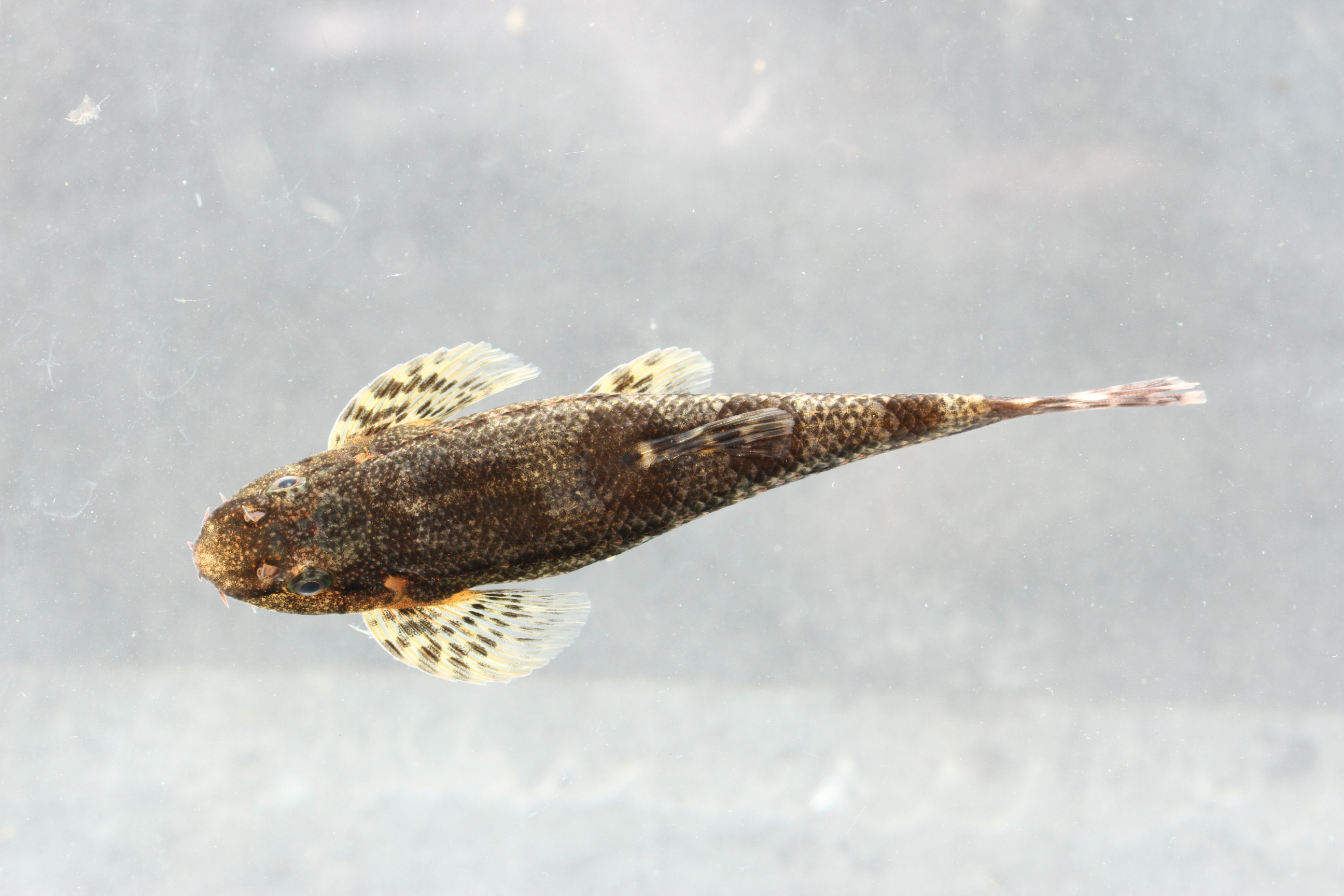 Homalopteroides modestus (Vinciguerra, 1890)