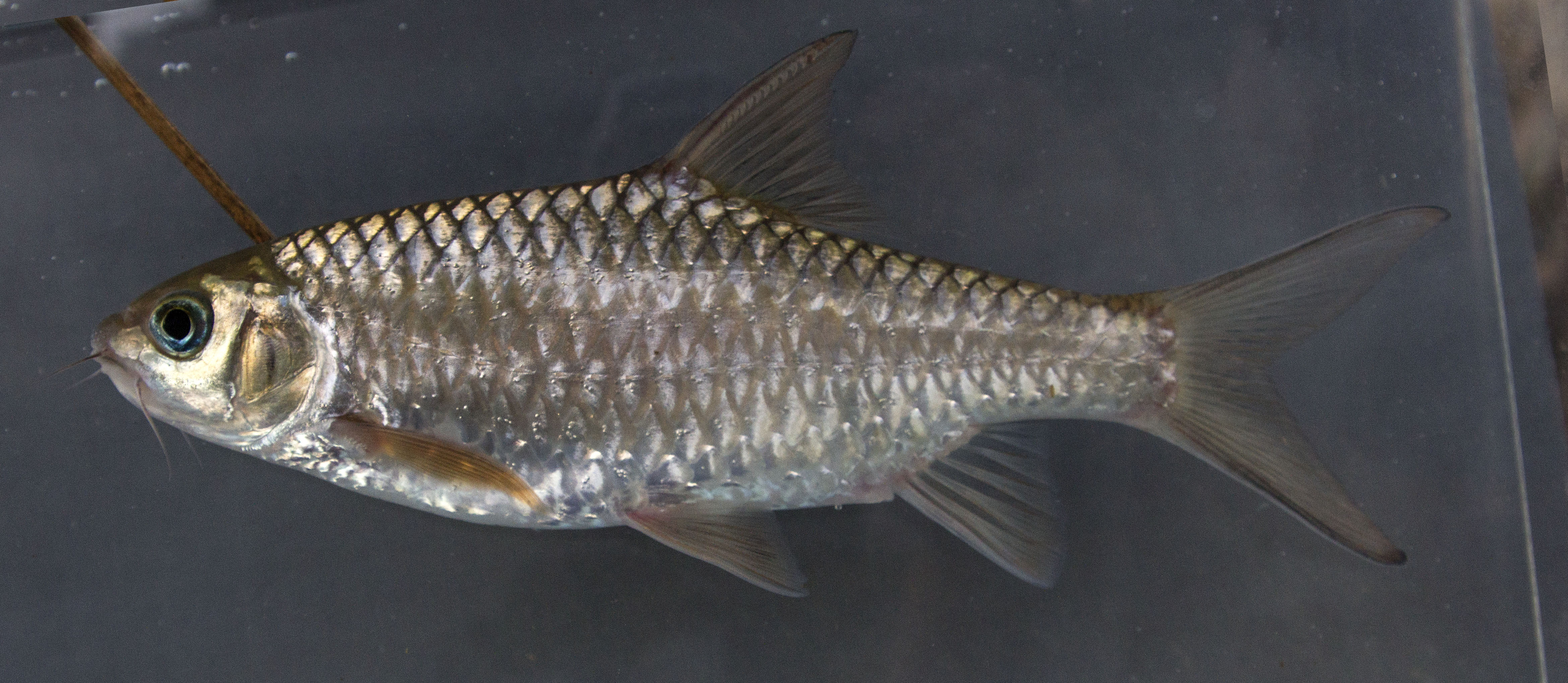 Poropuntius normani Smith, 1931