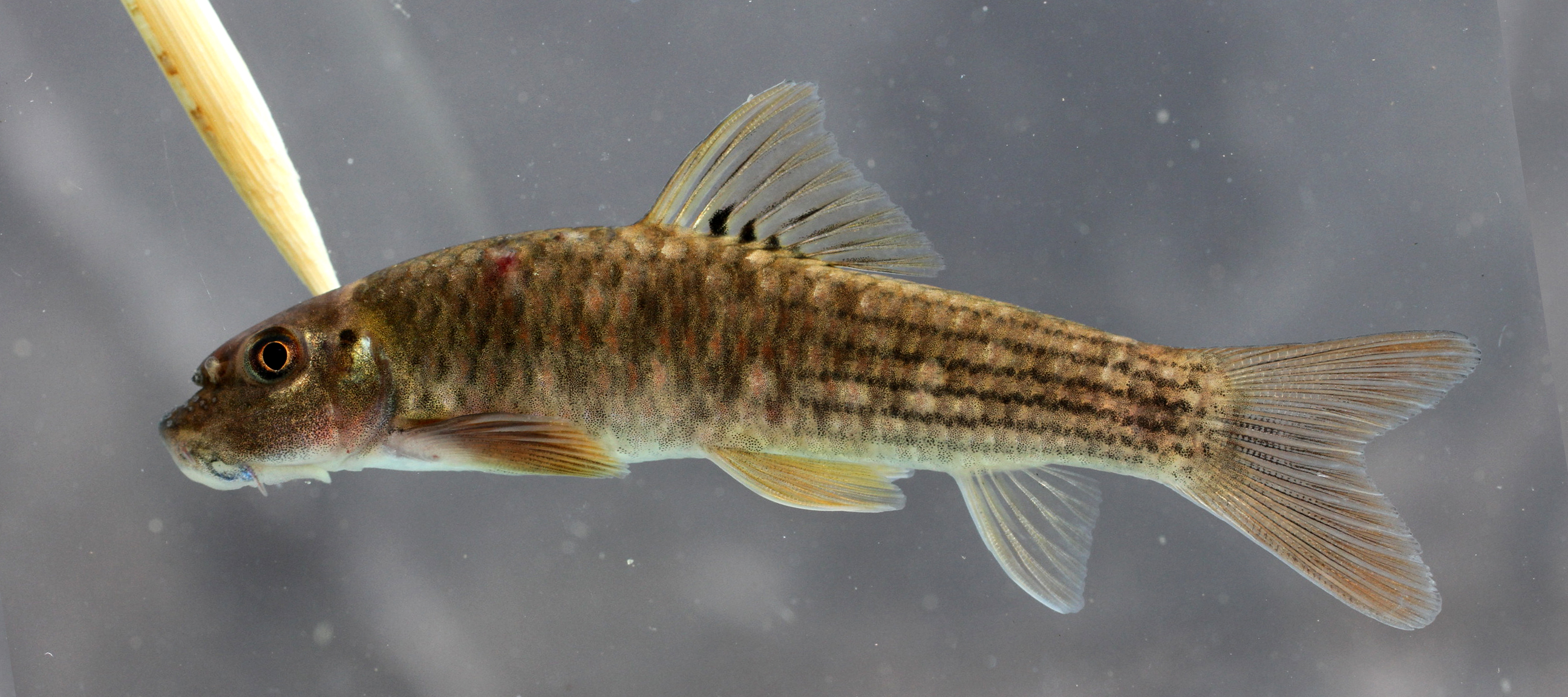 Garra salweenica Hora & Mukerji, 1934