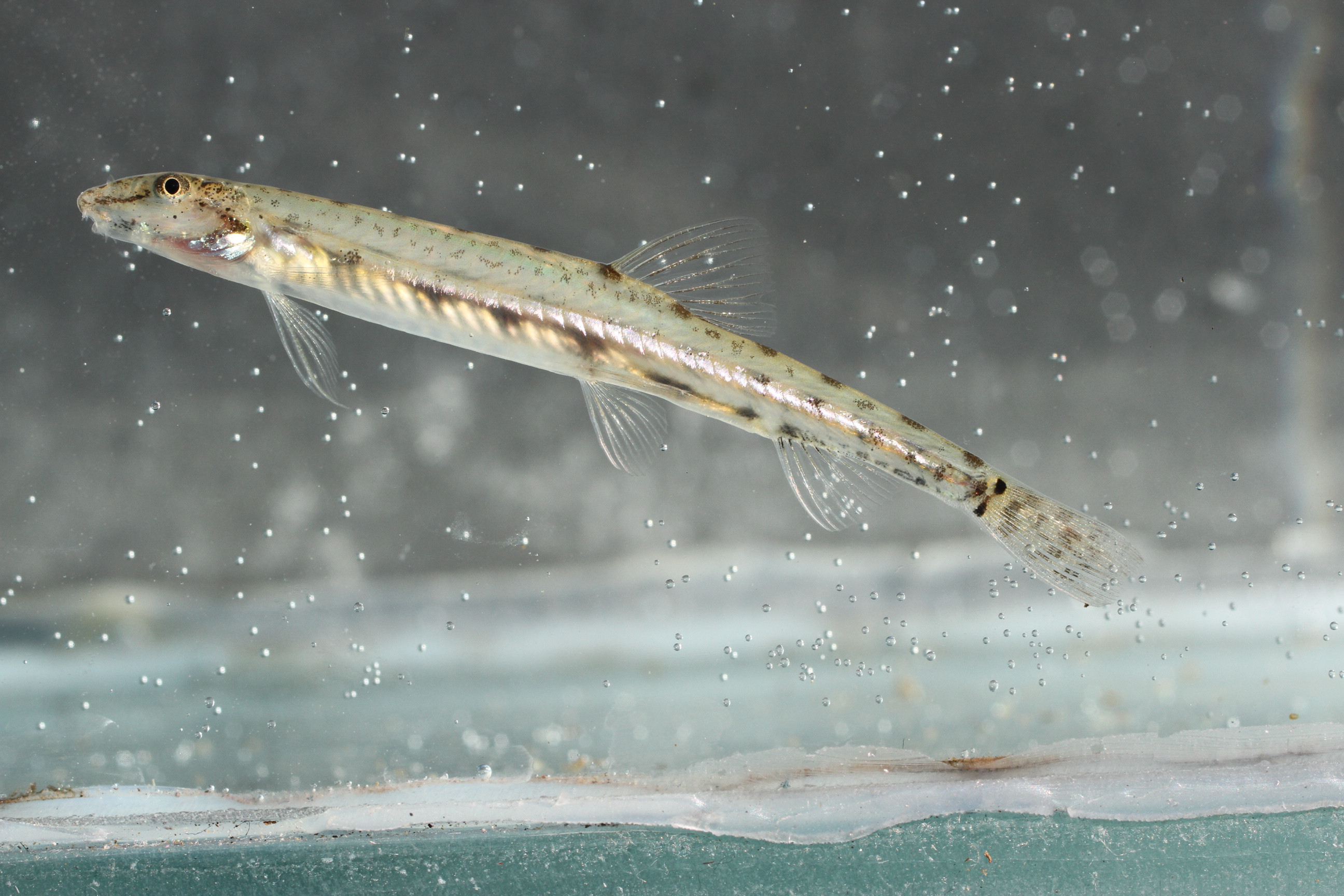 Acanthopsoides hapalias Siebert, 1991