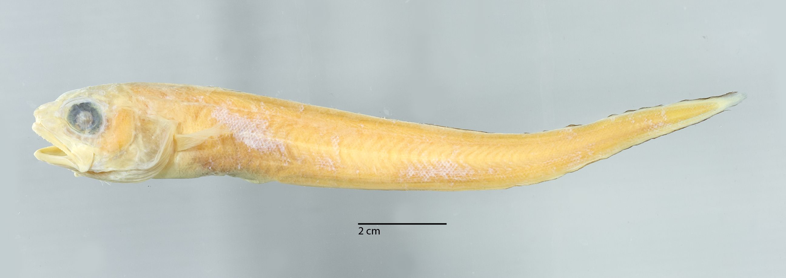 Lepophidium Gill, 1895