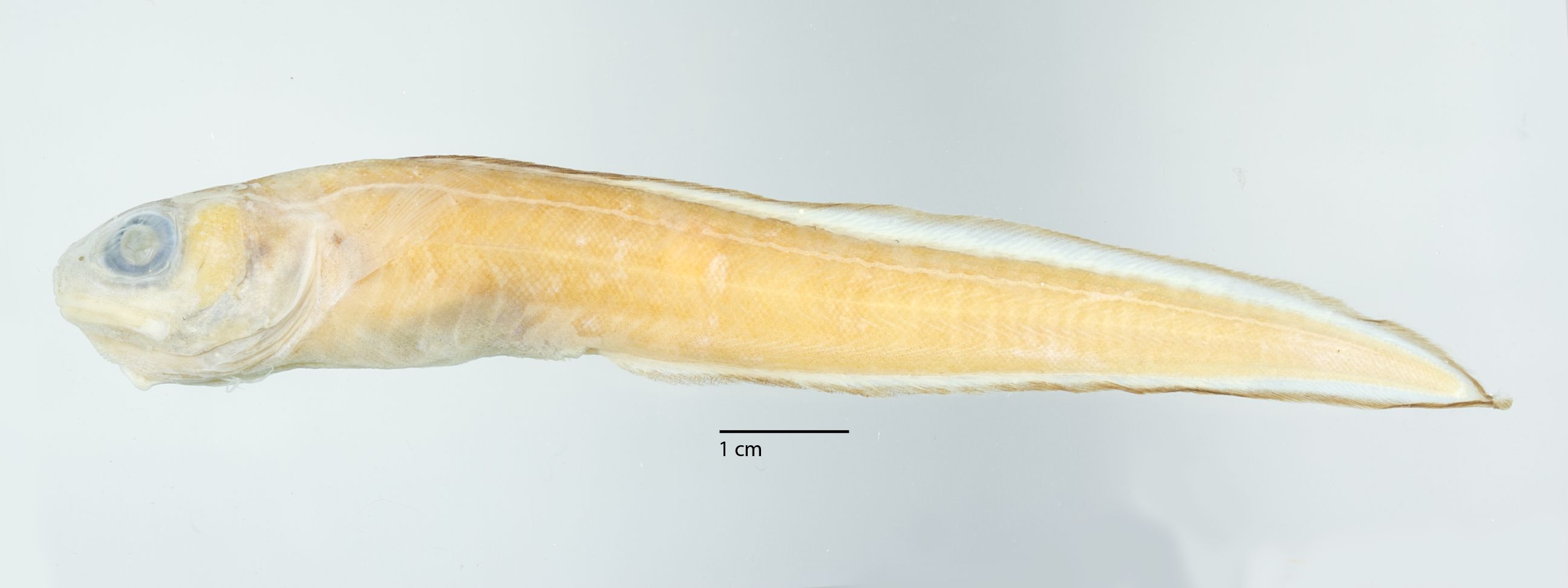 Lepophidium Gill, 1895