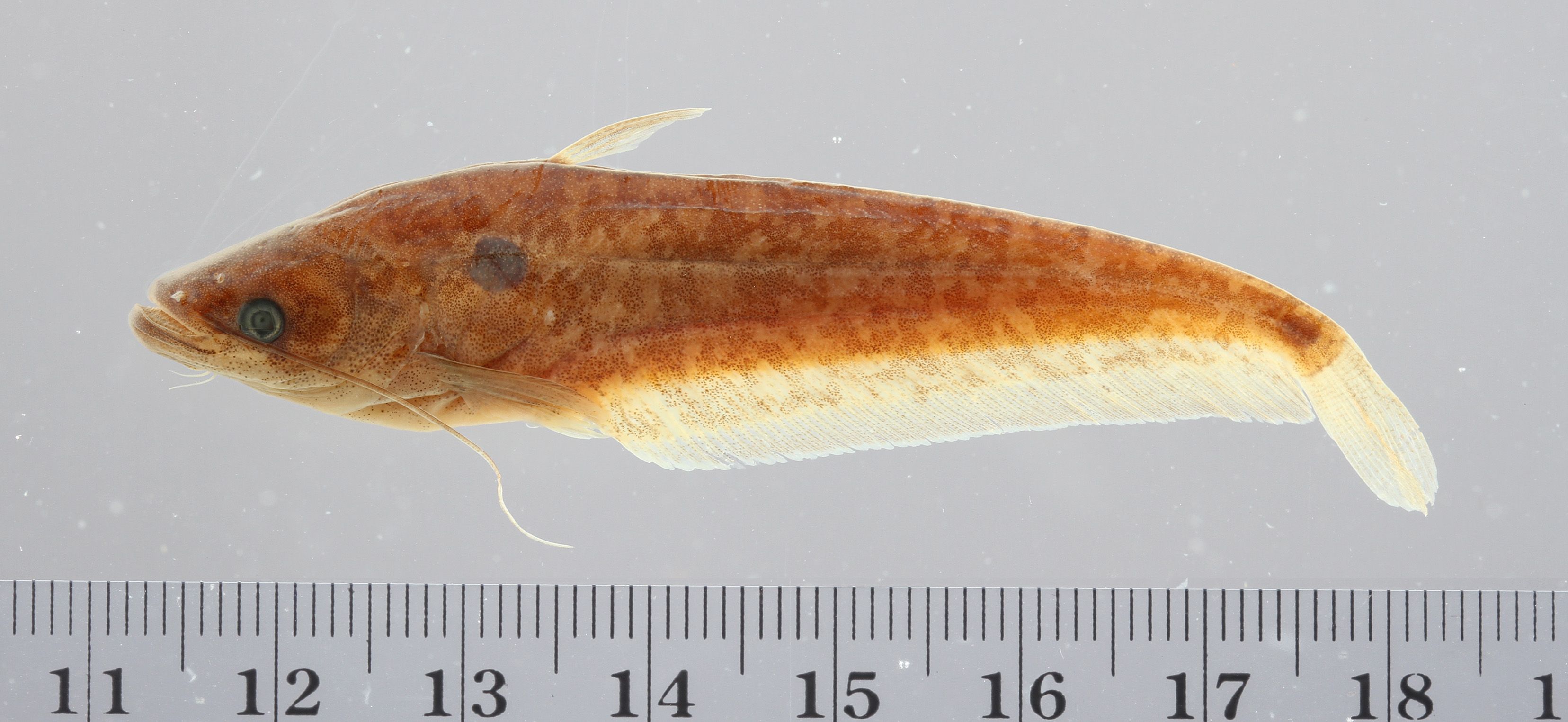 Ompok siluroides Lacepède, 1803