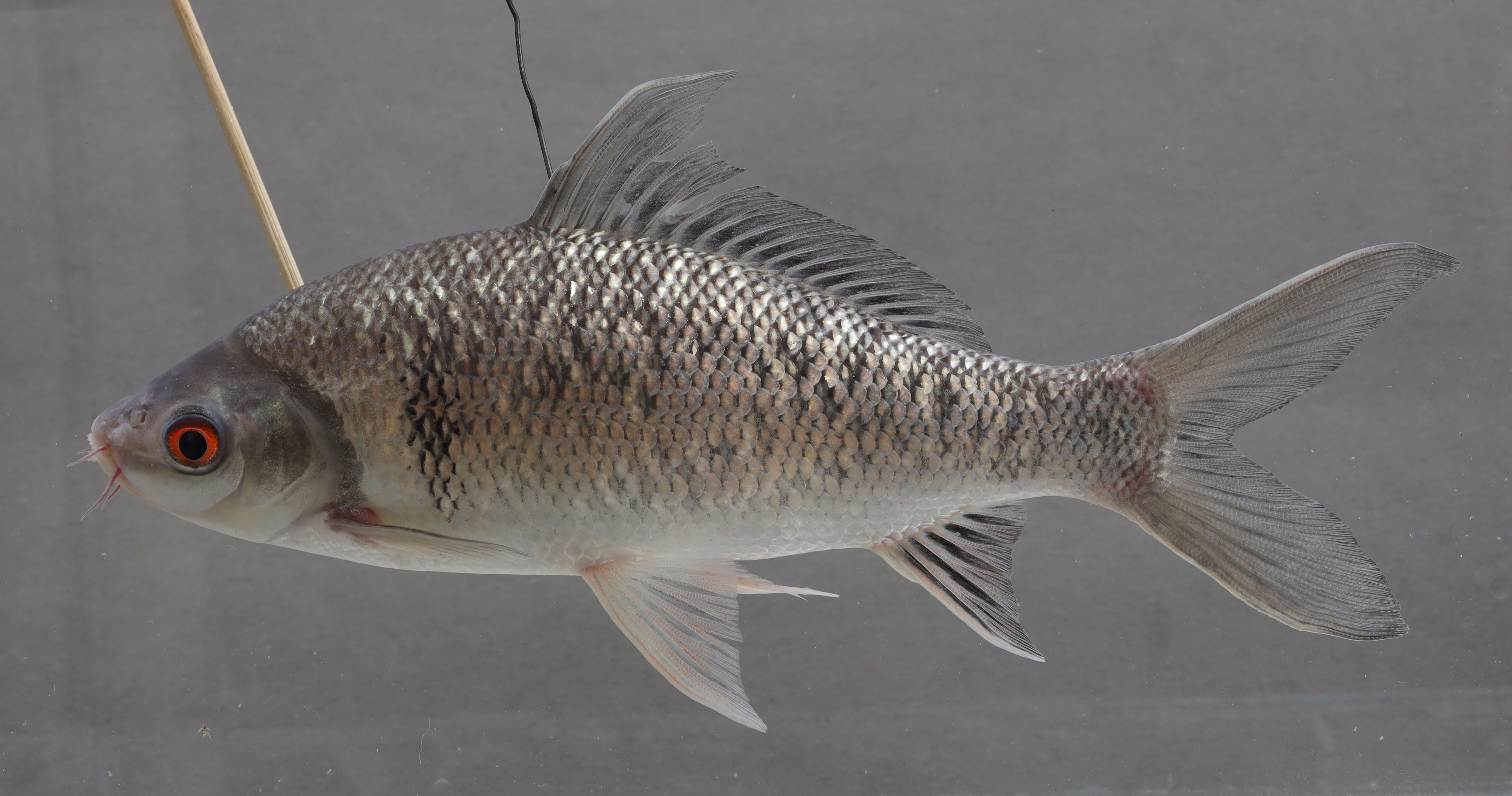 Osteochilus melanopleurus (Bleeker, 1852)