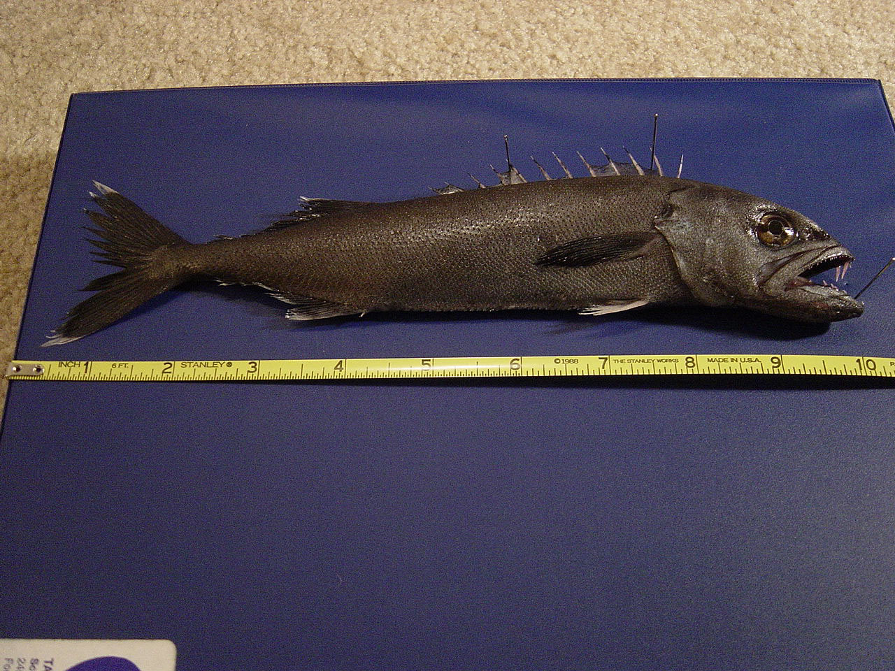 Ruvettus pretiosus Cocco, 1833