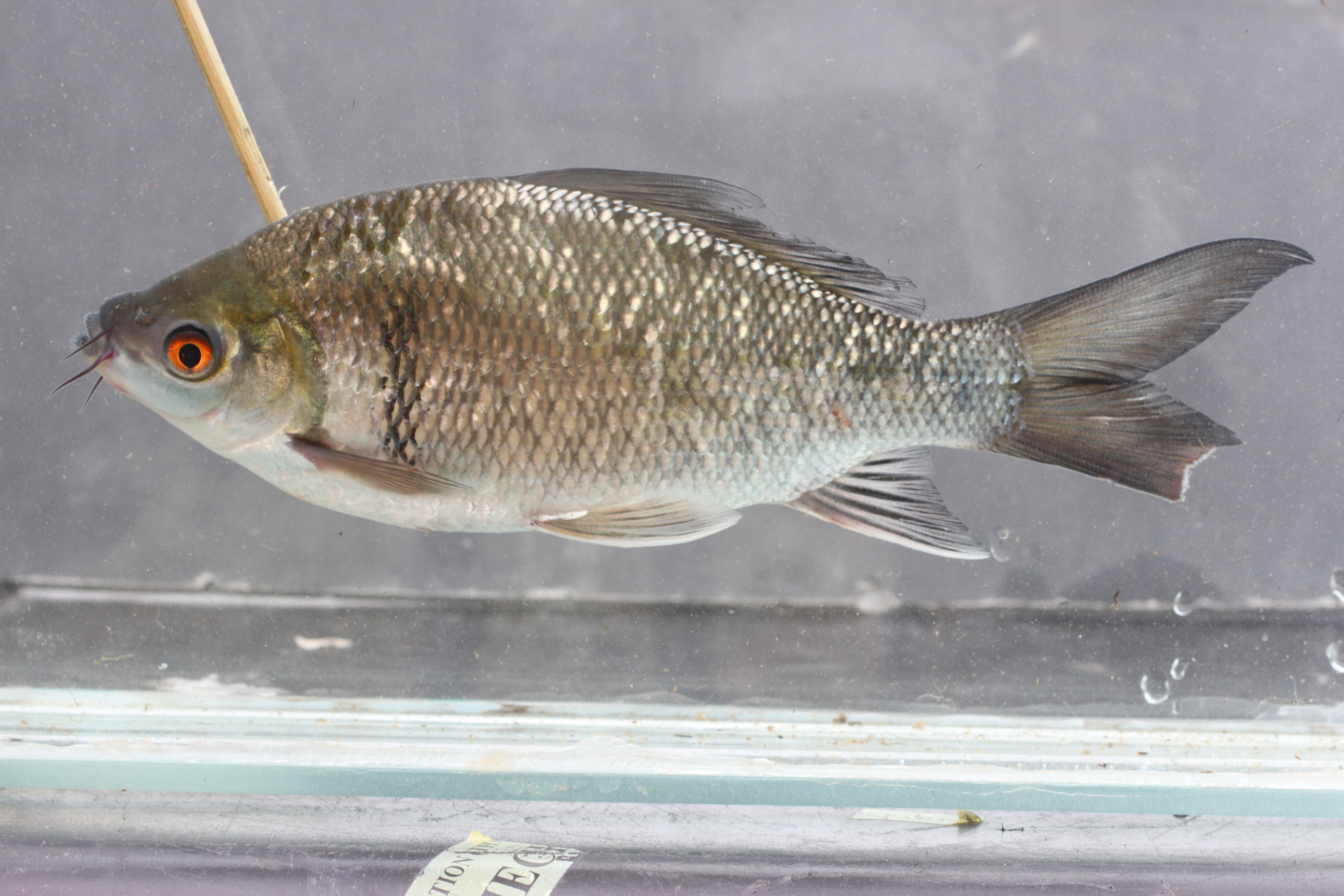 Osteochilus melanopleurus (Bleeker, 1852)