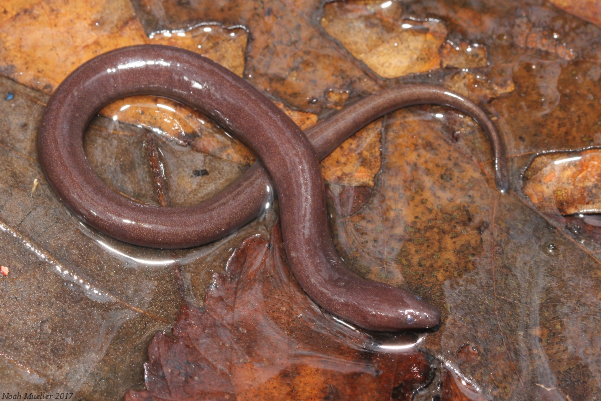Amphiuma pholeter Neill, 1964