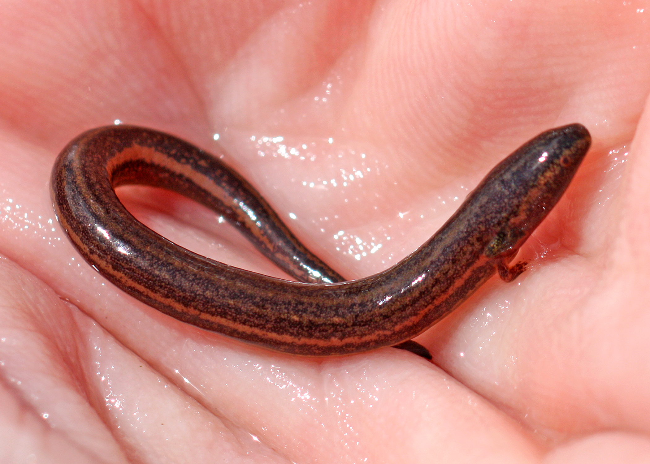 Pseudobranchus axanthus Netting & Goin, 1942