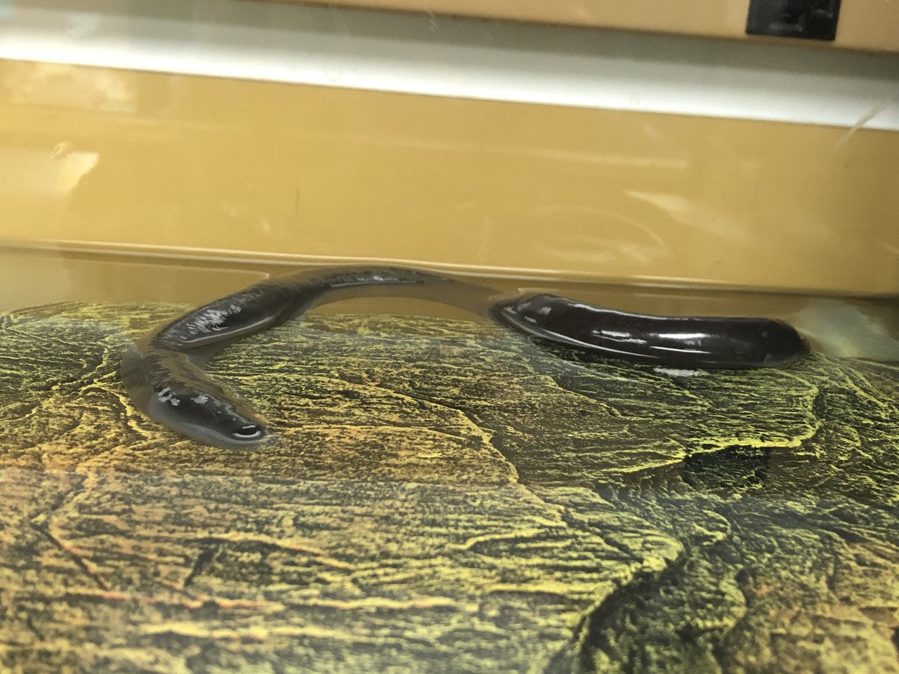 Typhlonectes natans (Fischer, 1880)