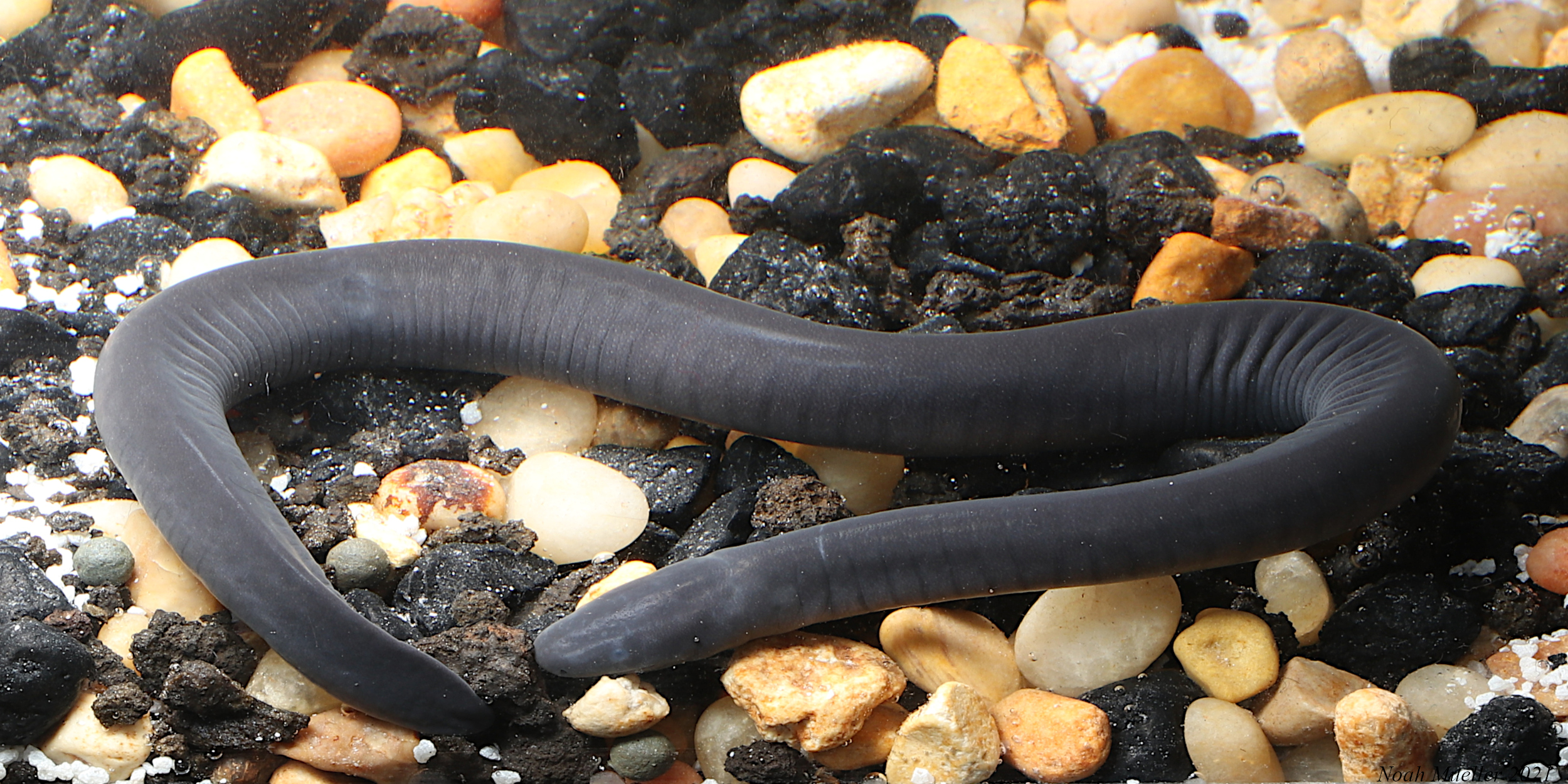 Typhlonectes natans (Fischer, 1880)