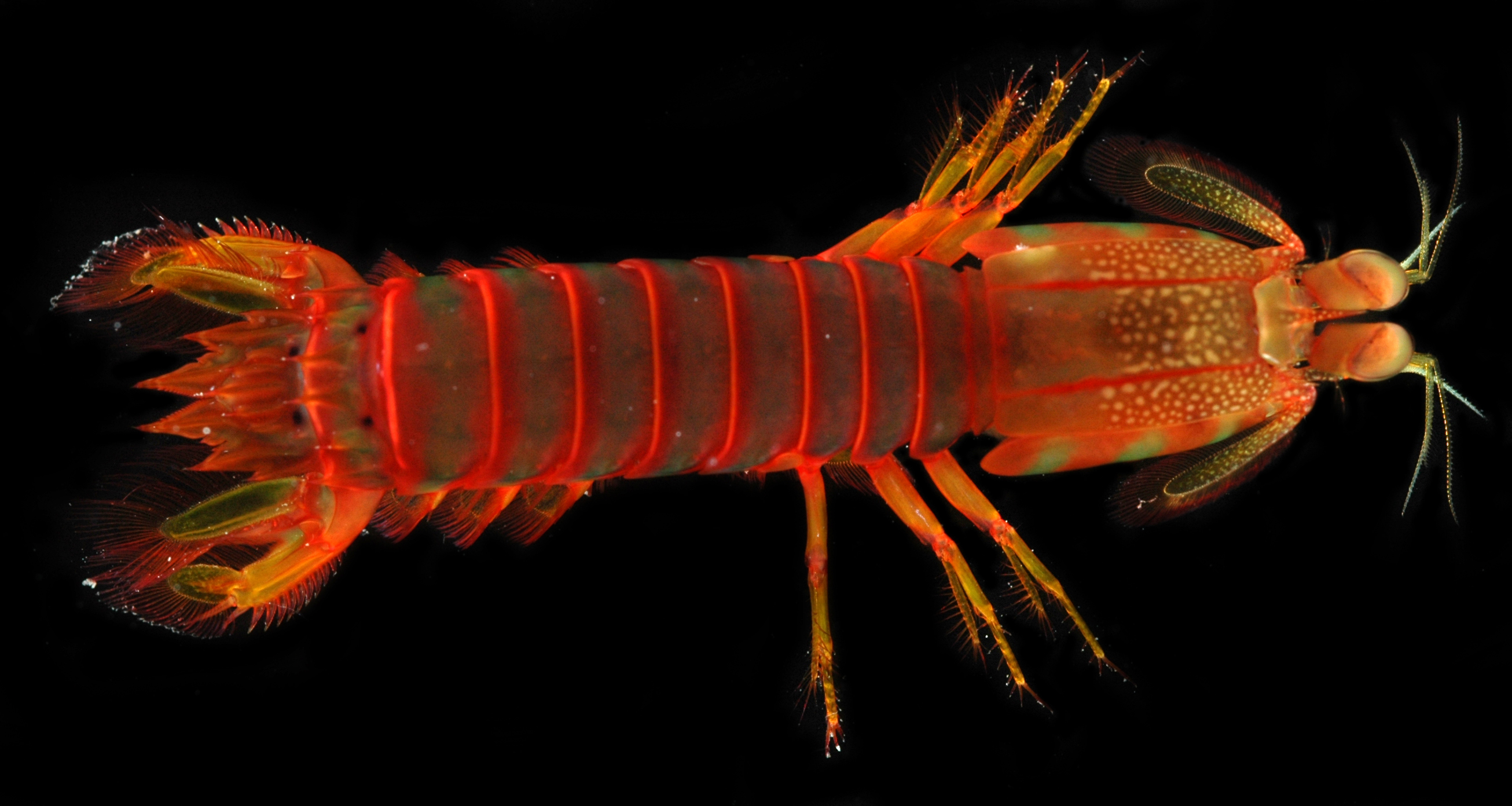 Gonodactylaceus Manning, 1995