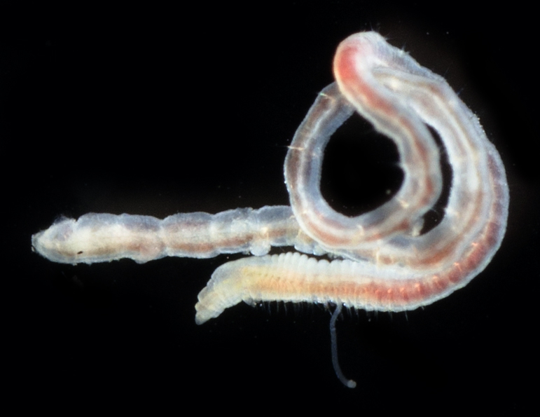 Aphelochaeta Blake, 1991