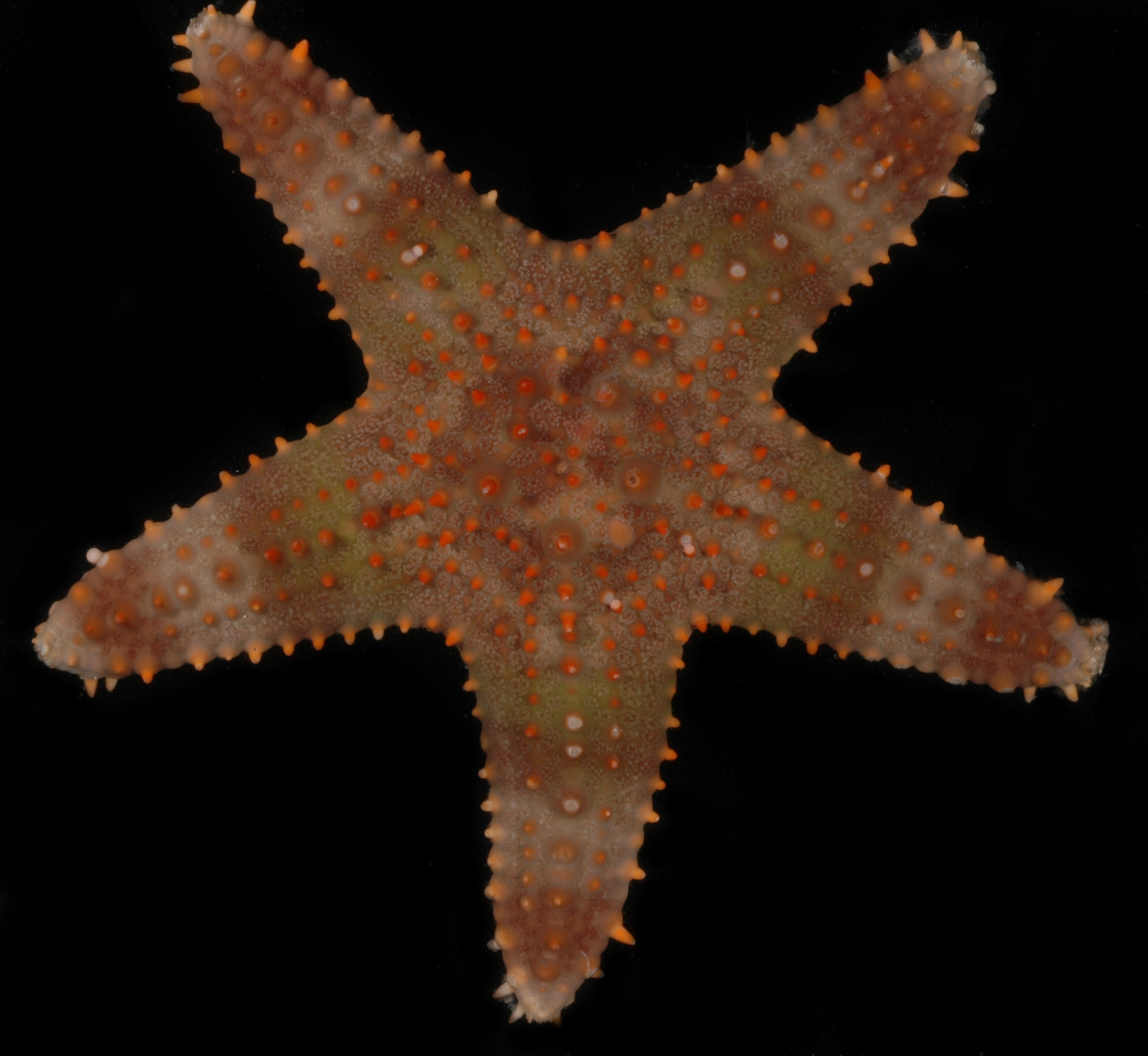 Pentaceraster regulus (Müller & Troschel, 1842)