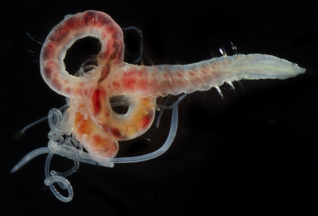 Aphelochaeta Blake, 1991