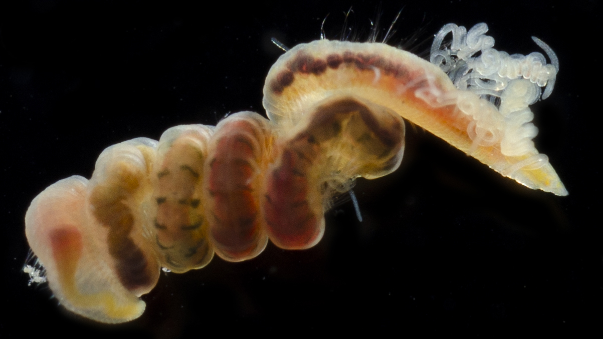 Aphelochaeta Blake, 1991