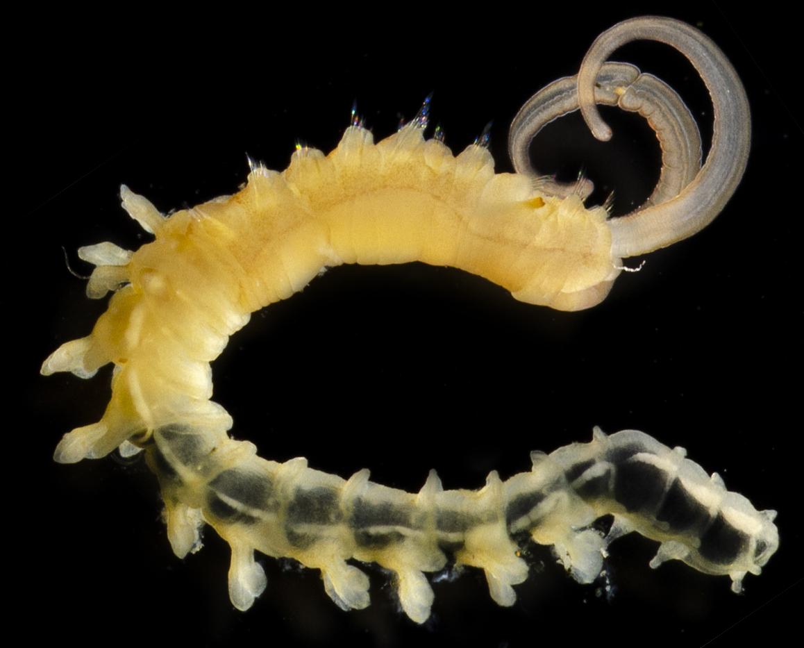 Phyllochaetopterus Grube, 1863