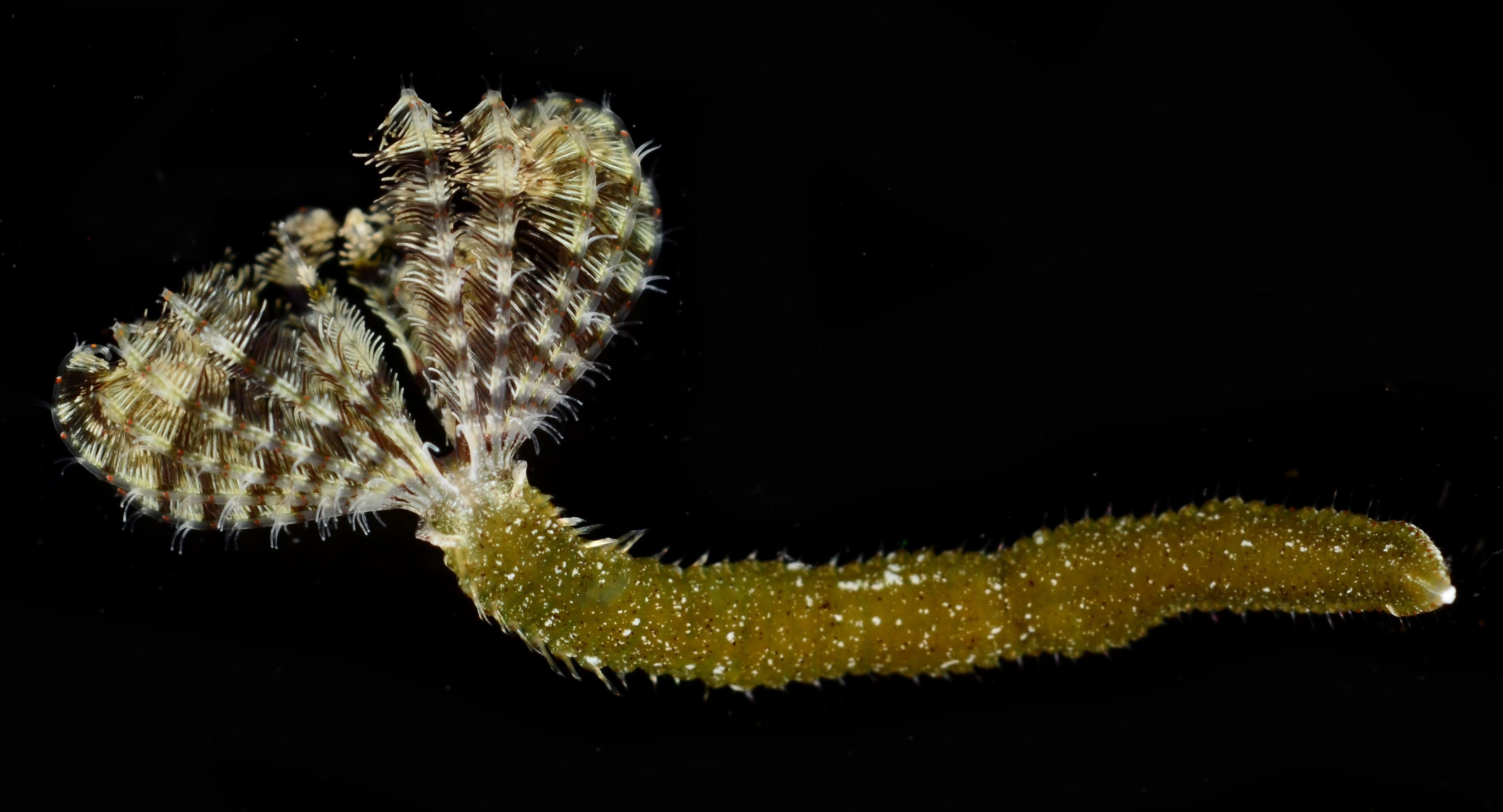 Pseudopotamilla reniformis (Bruguière, 1789)