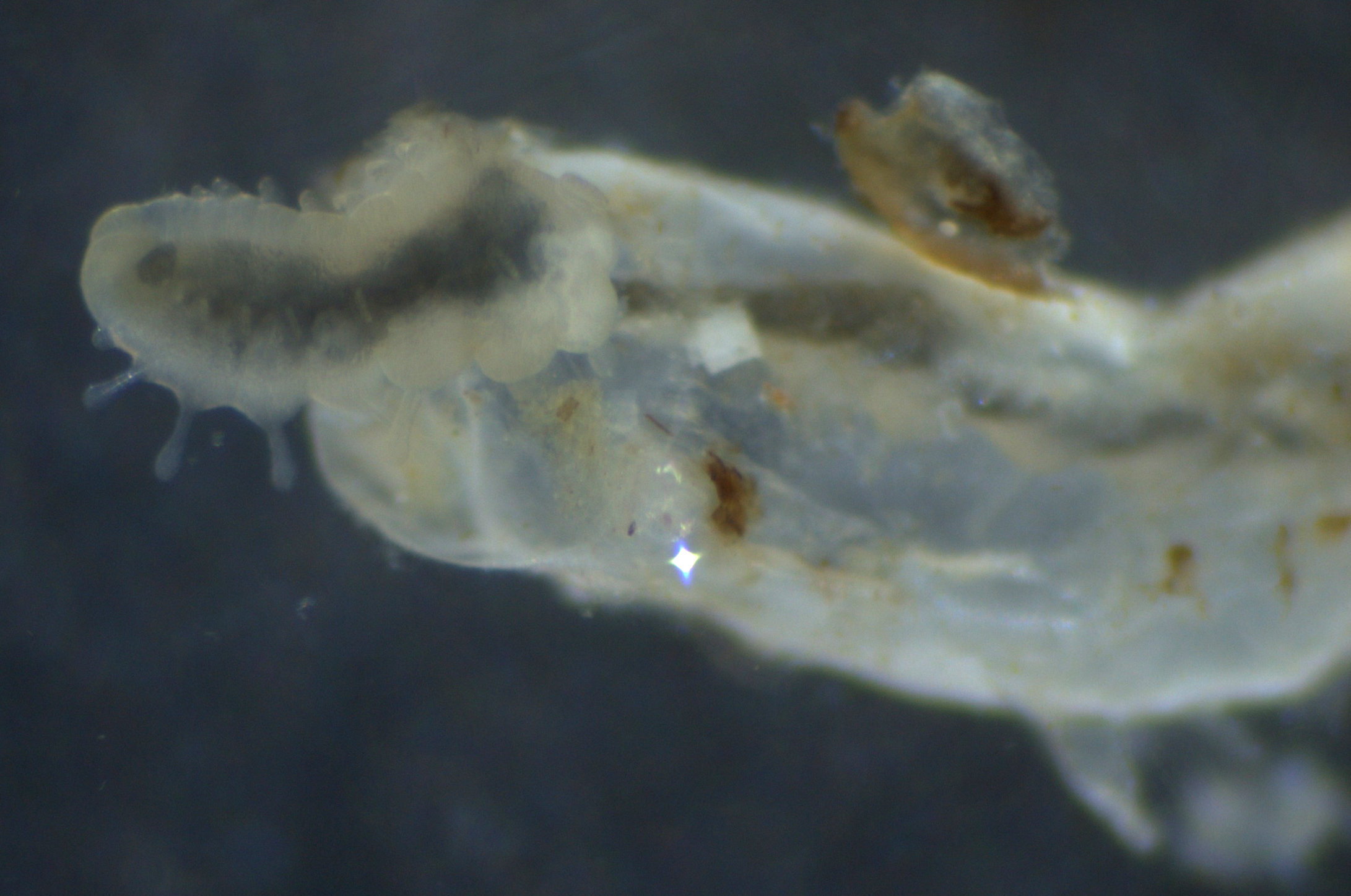 Phyllochaetopterus Grube, 1863