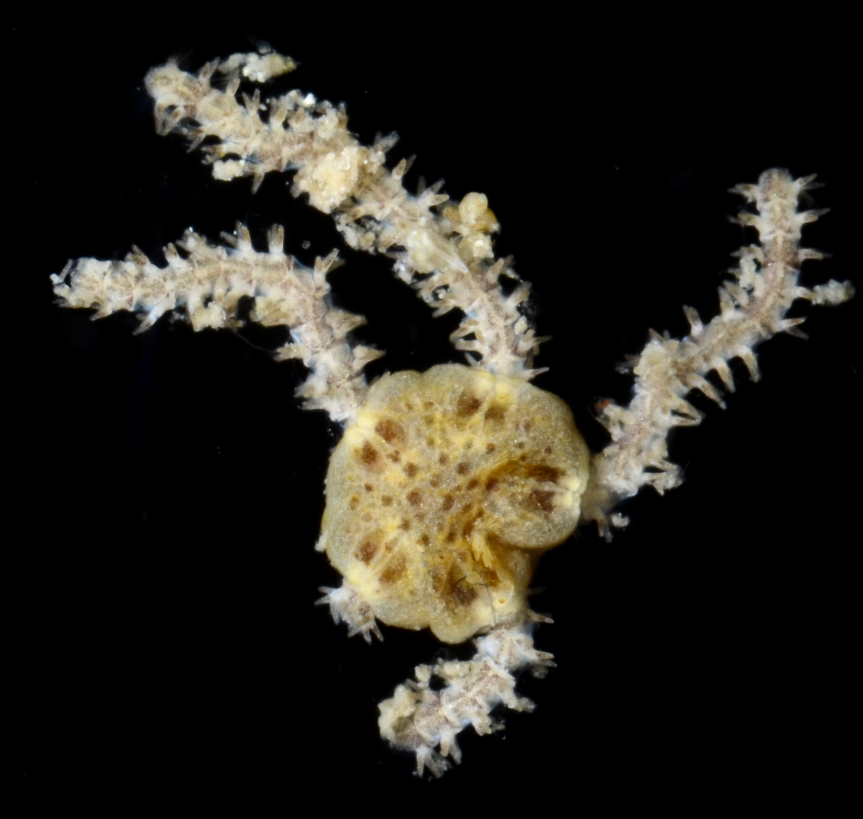 Amphiura stimpsonii Lütken, 1859