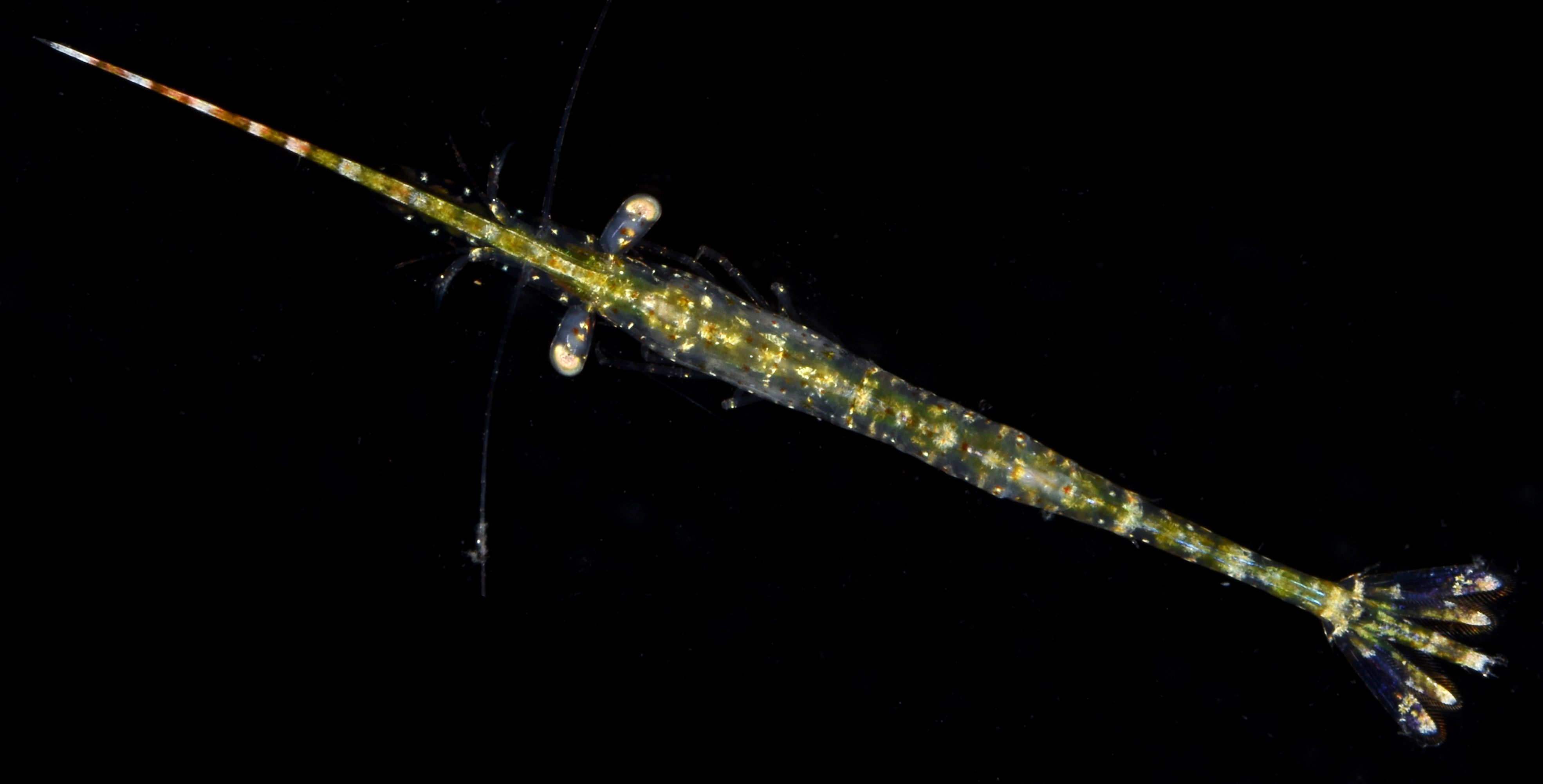 Tozeuma carolinense Kingsley, 1878