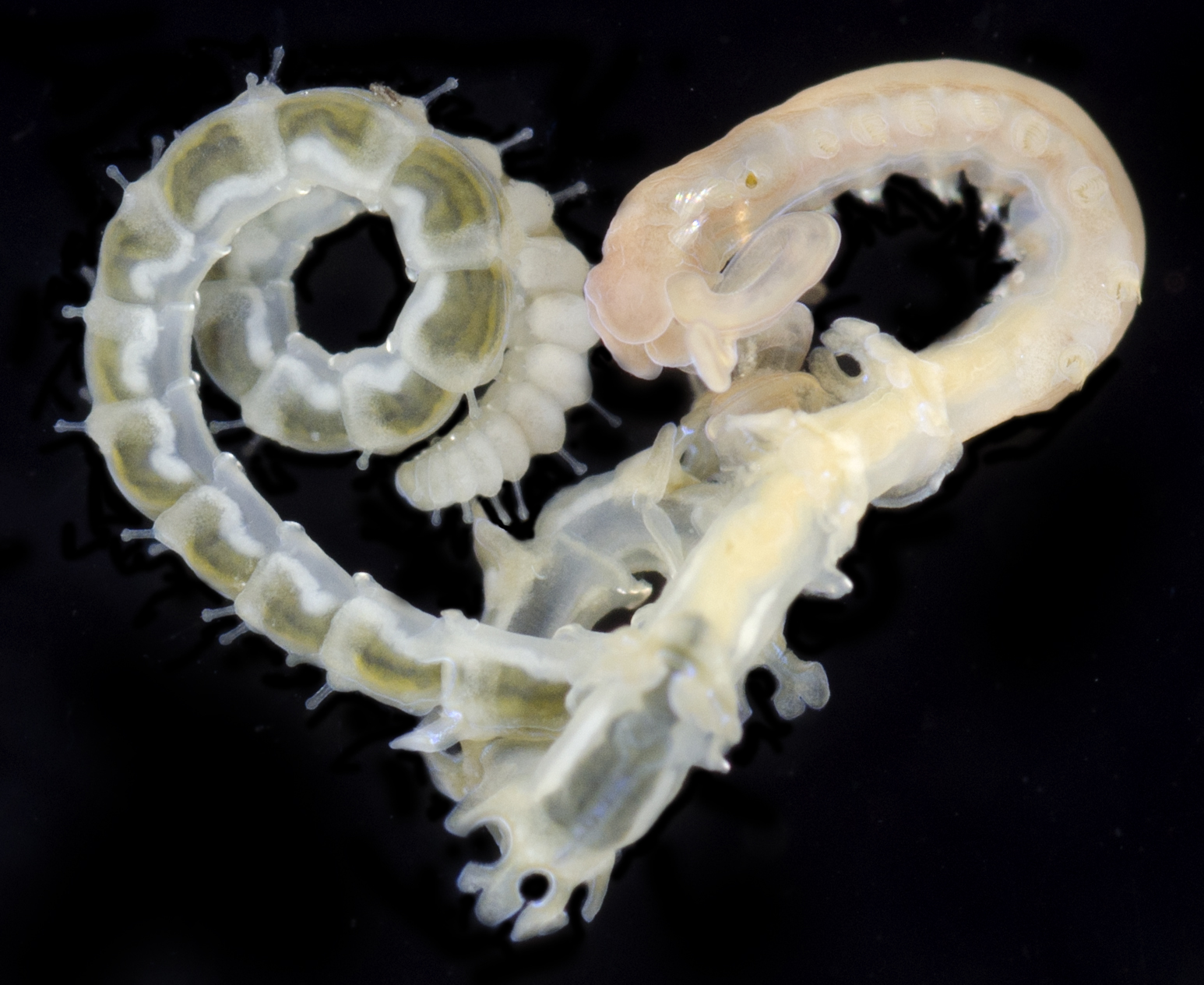 Phyllochaetopterus Grube, 1863