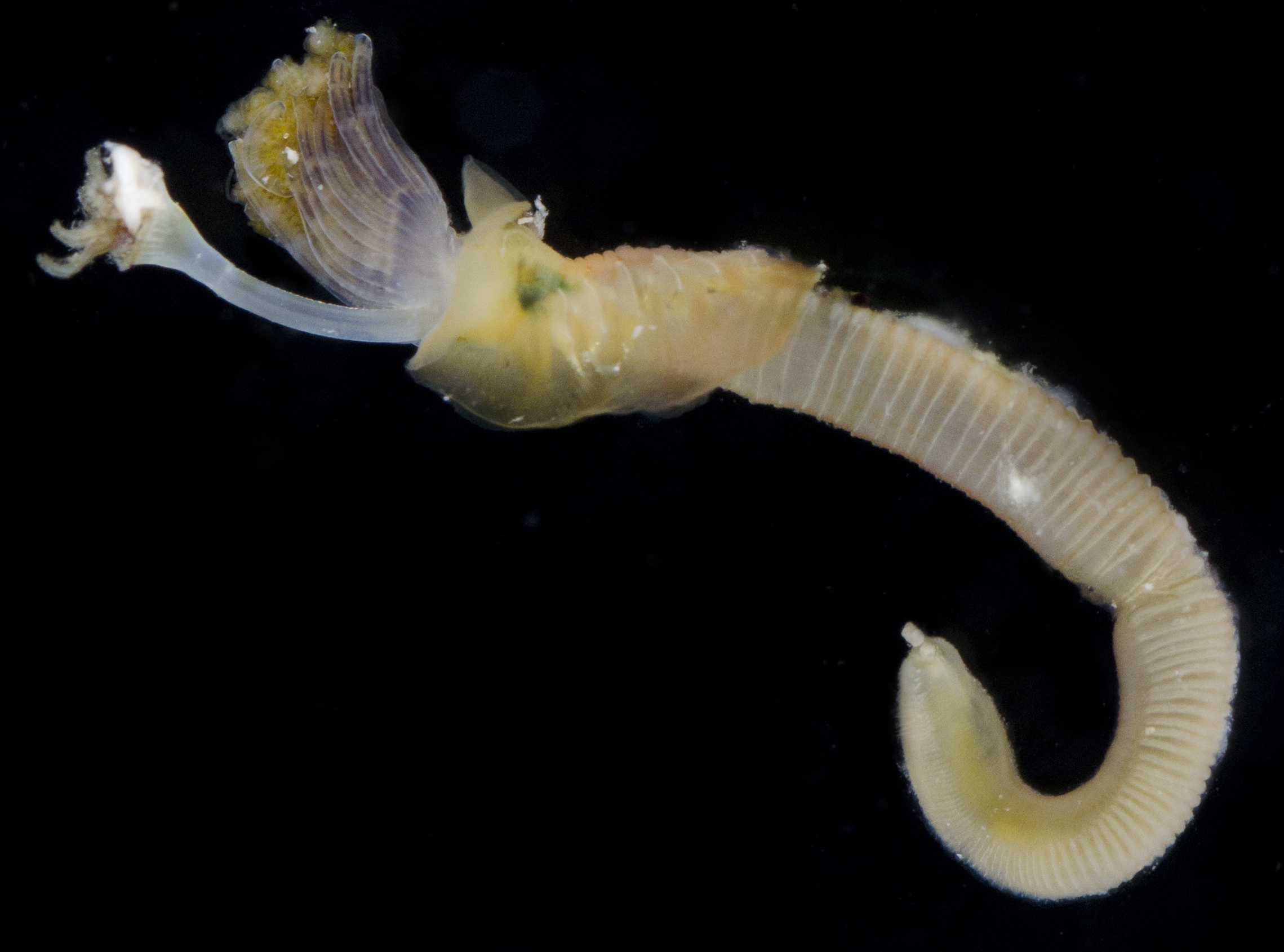 Hydroides sanctaecrucis Krøyer, 1863