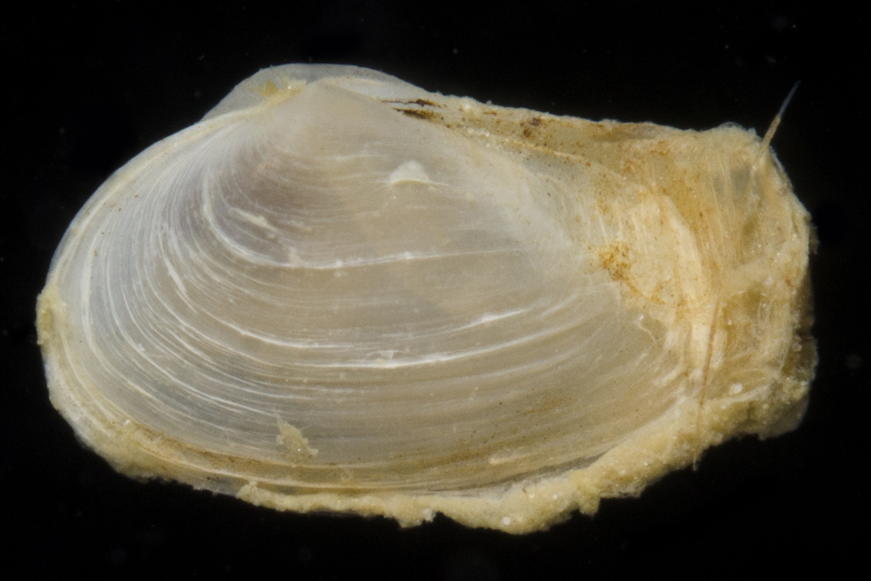 Sphenia W.Turton, 1822