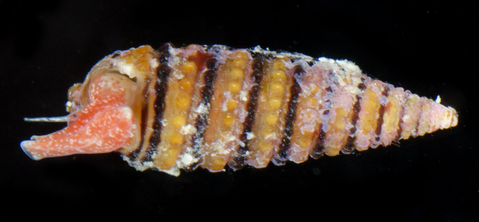 Mastonia cingulifera (Pease, 1861)