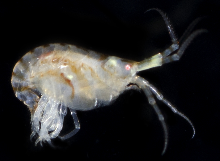 Stenothoidae
